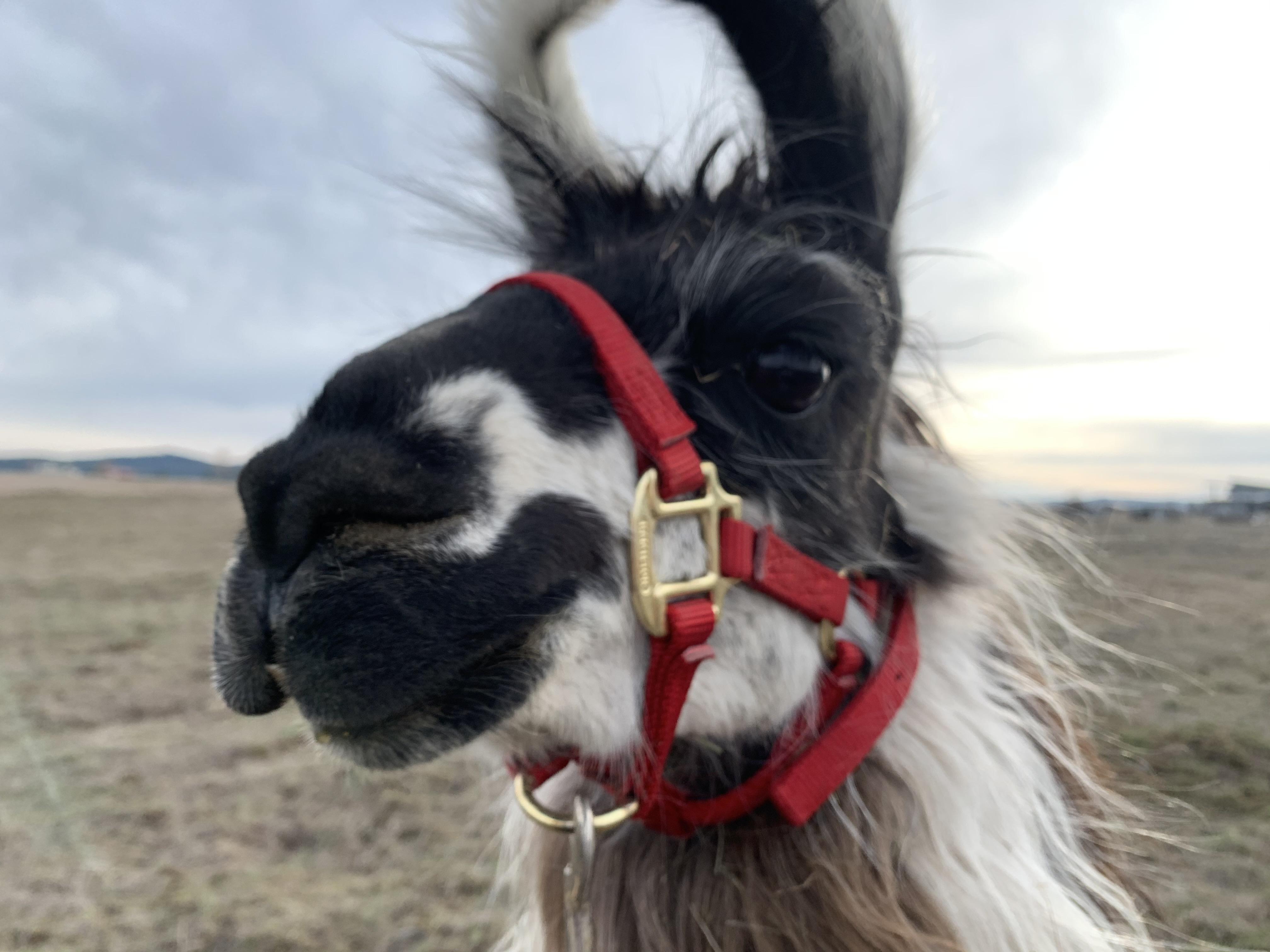 Barack O'llama | Scrolller