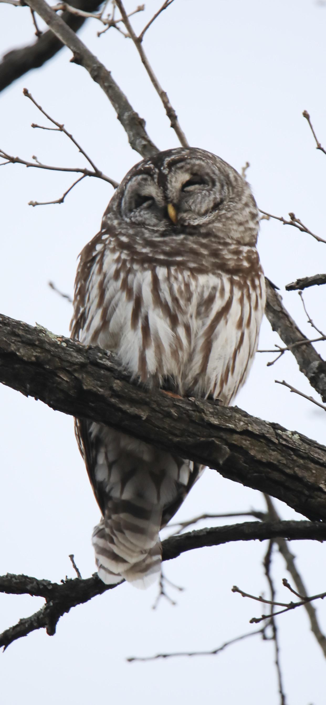 Barred Owl | Scrolller