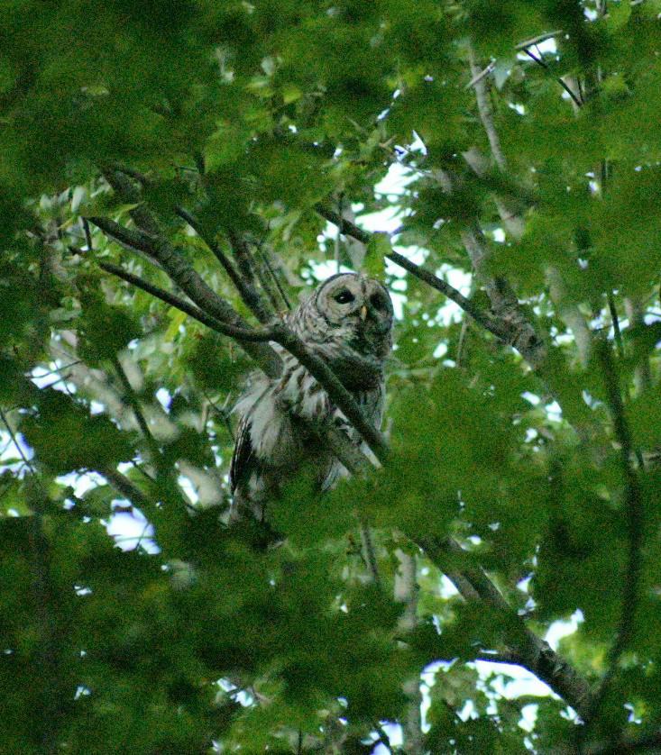Barred owl. So proud to finally get to see one in the wild. | Scrolller