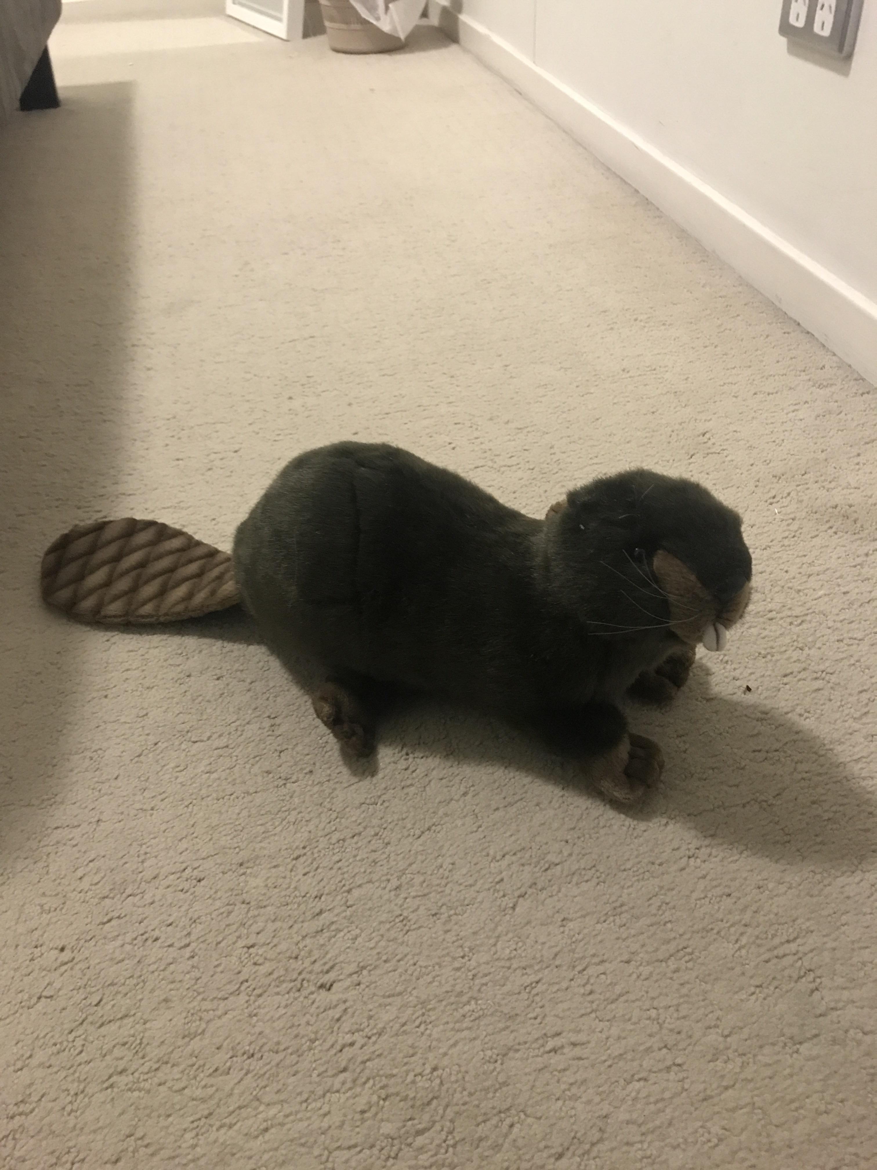 Barry the beaver-meet my new favourite beaver | Scrolller