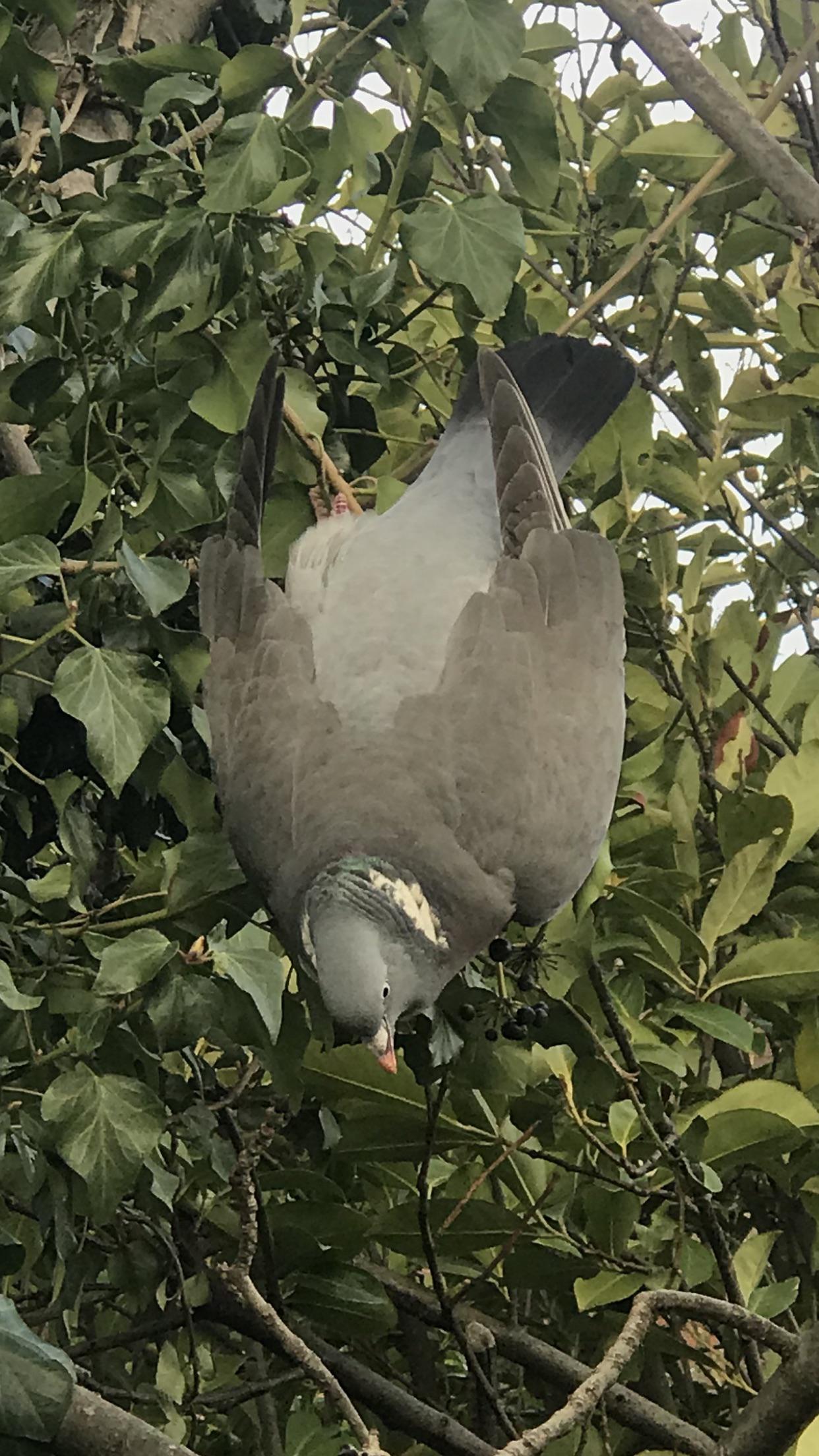 Bat-Pigeon | Scrolller