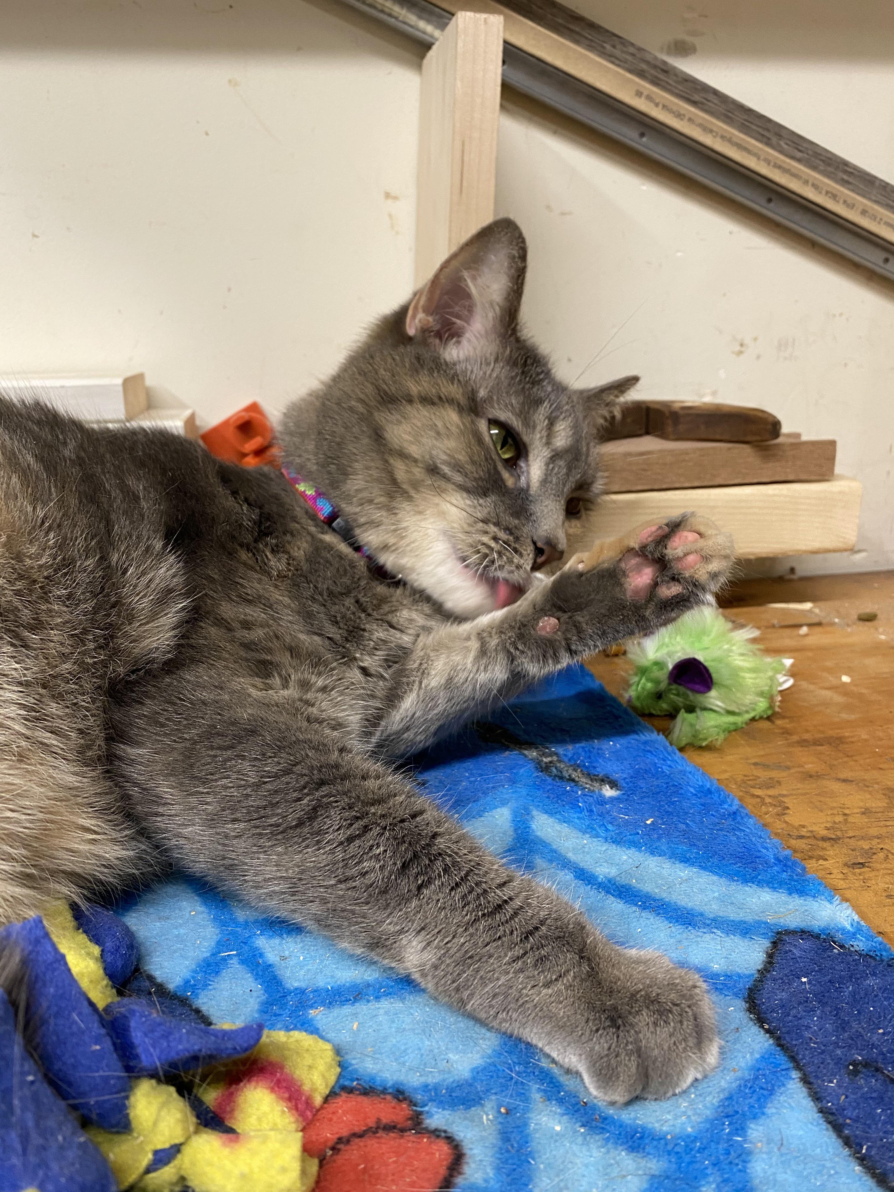 Bath time blep | Scrolller