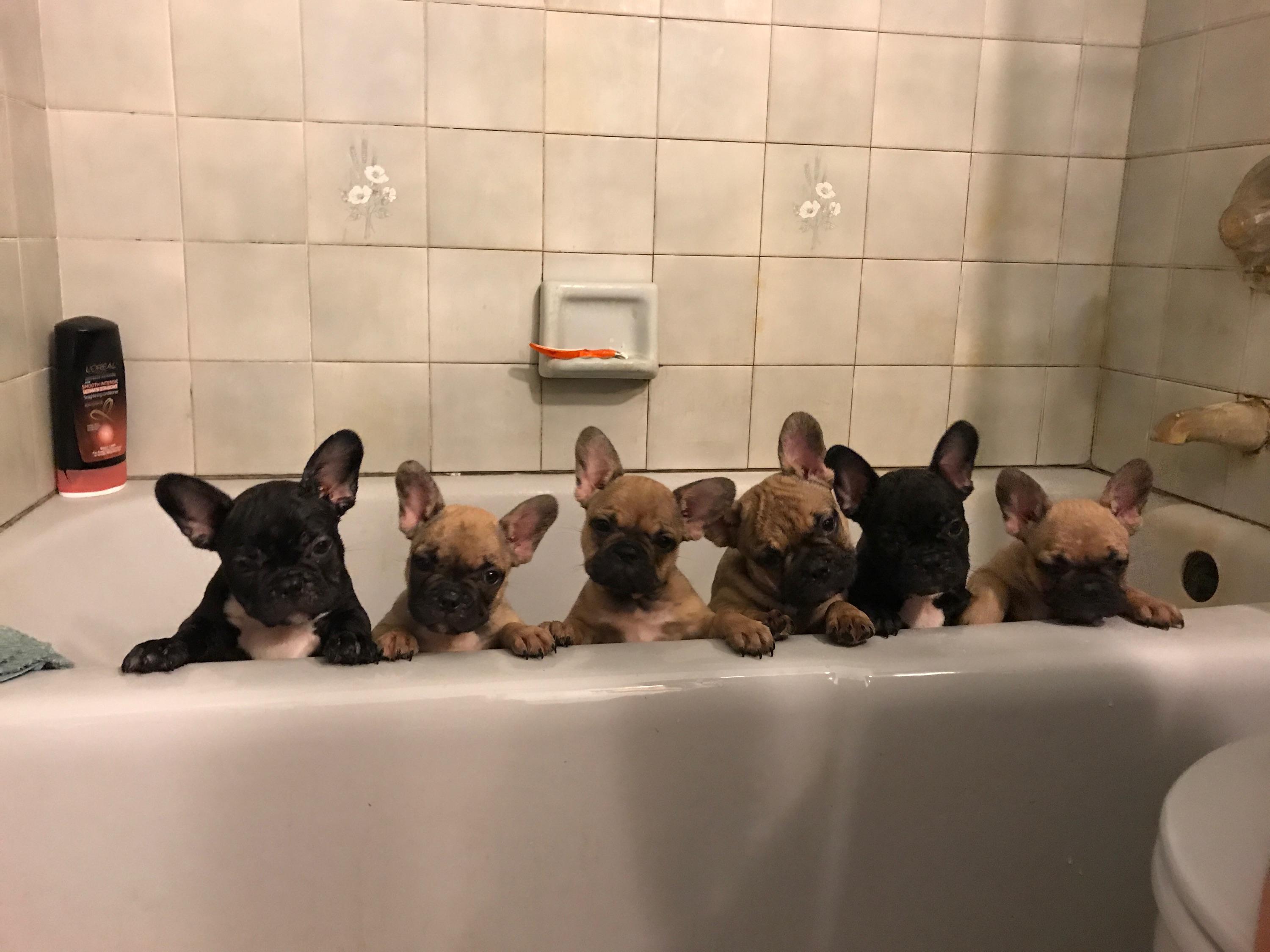 Bathtime! | Scrolller