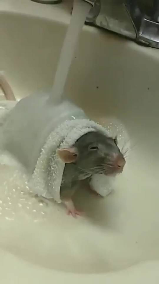 Bathtime bliss complete with rubber ducky | Scrolller