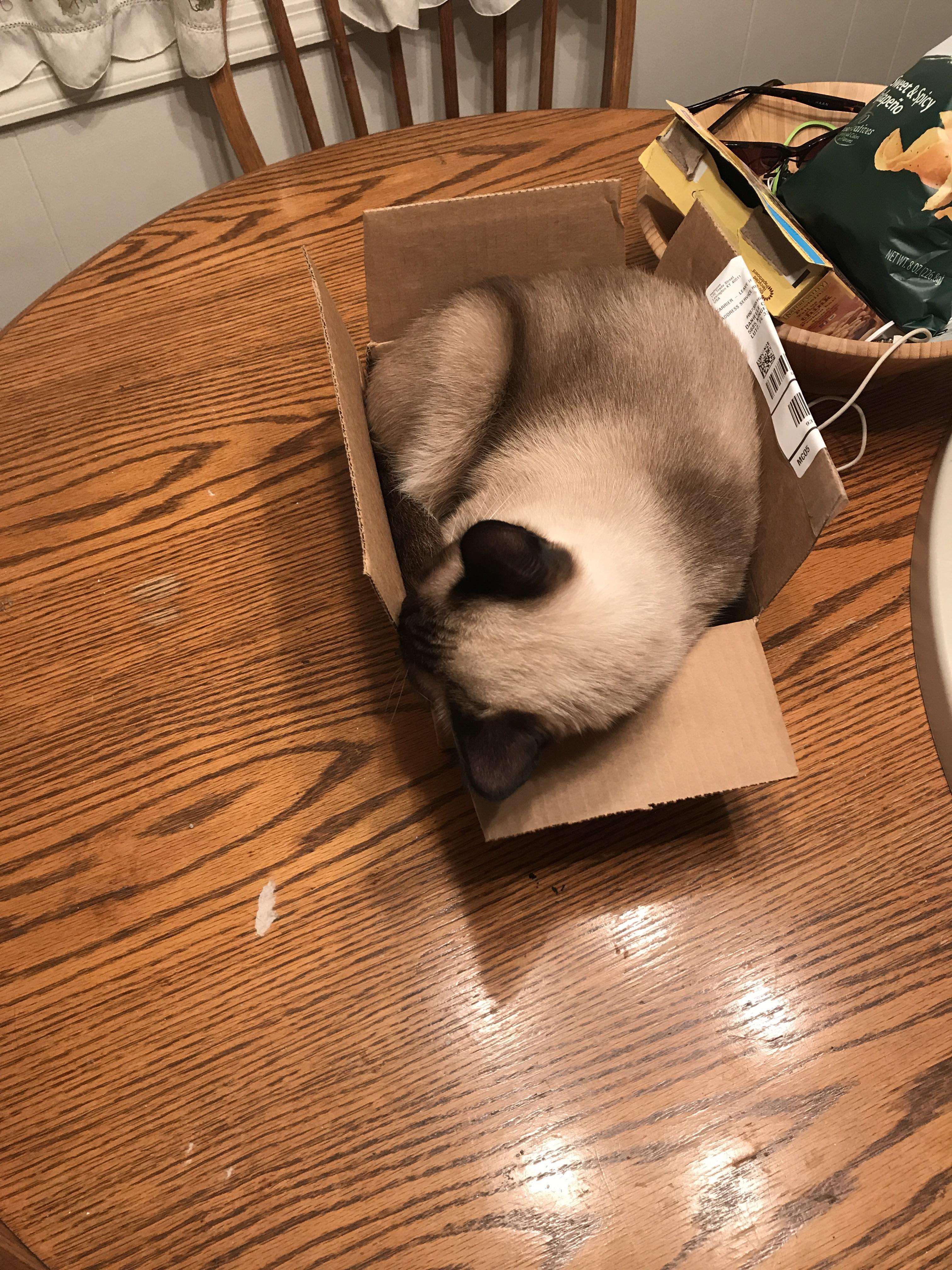 Be comfy buddy | Scrolller