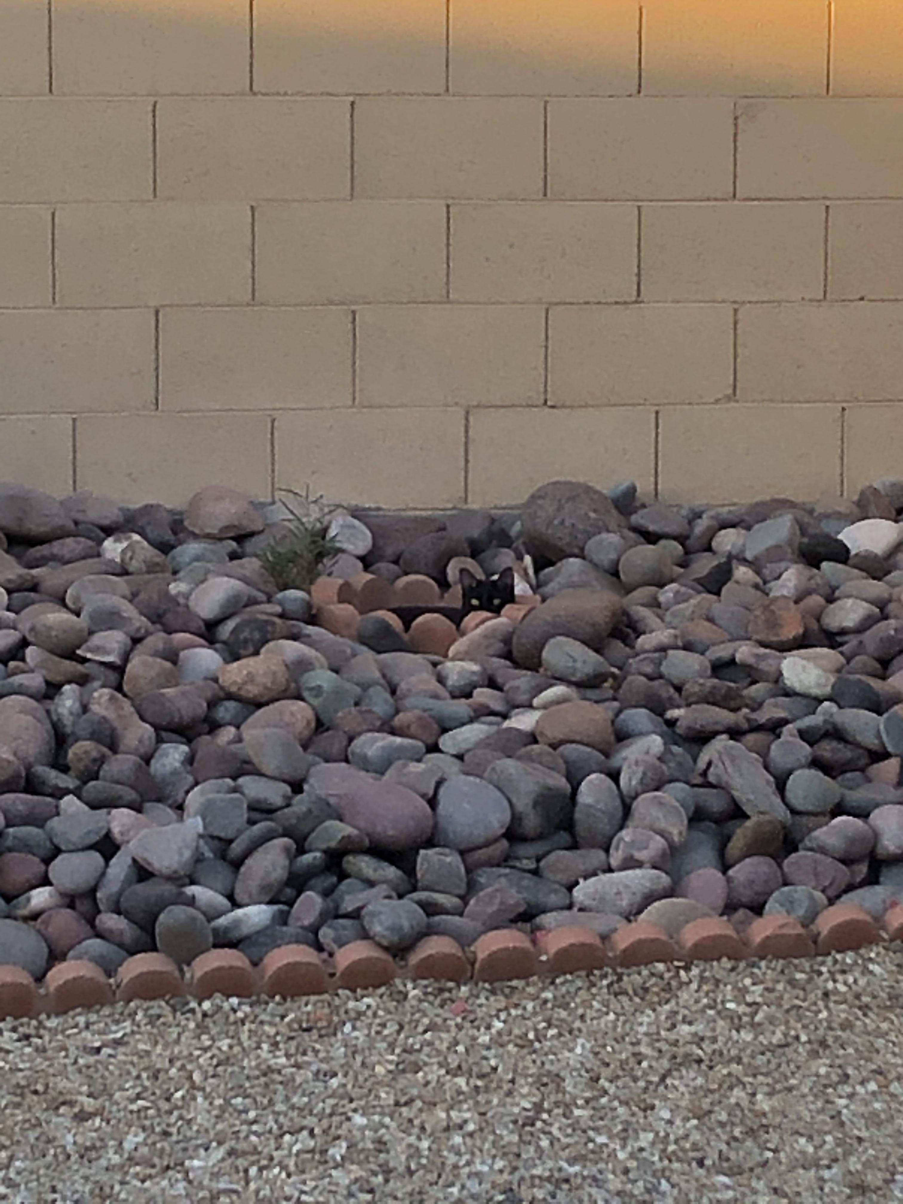 Bean is a plant now | Scrolller