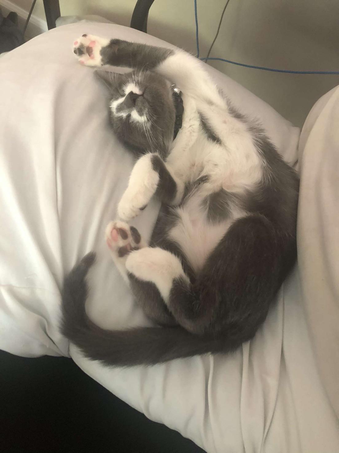 Beans on display with fun kitten sleeping poses, ft. Gigabyte | Scrolller