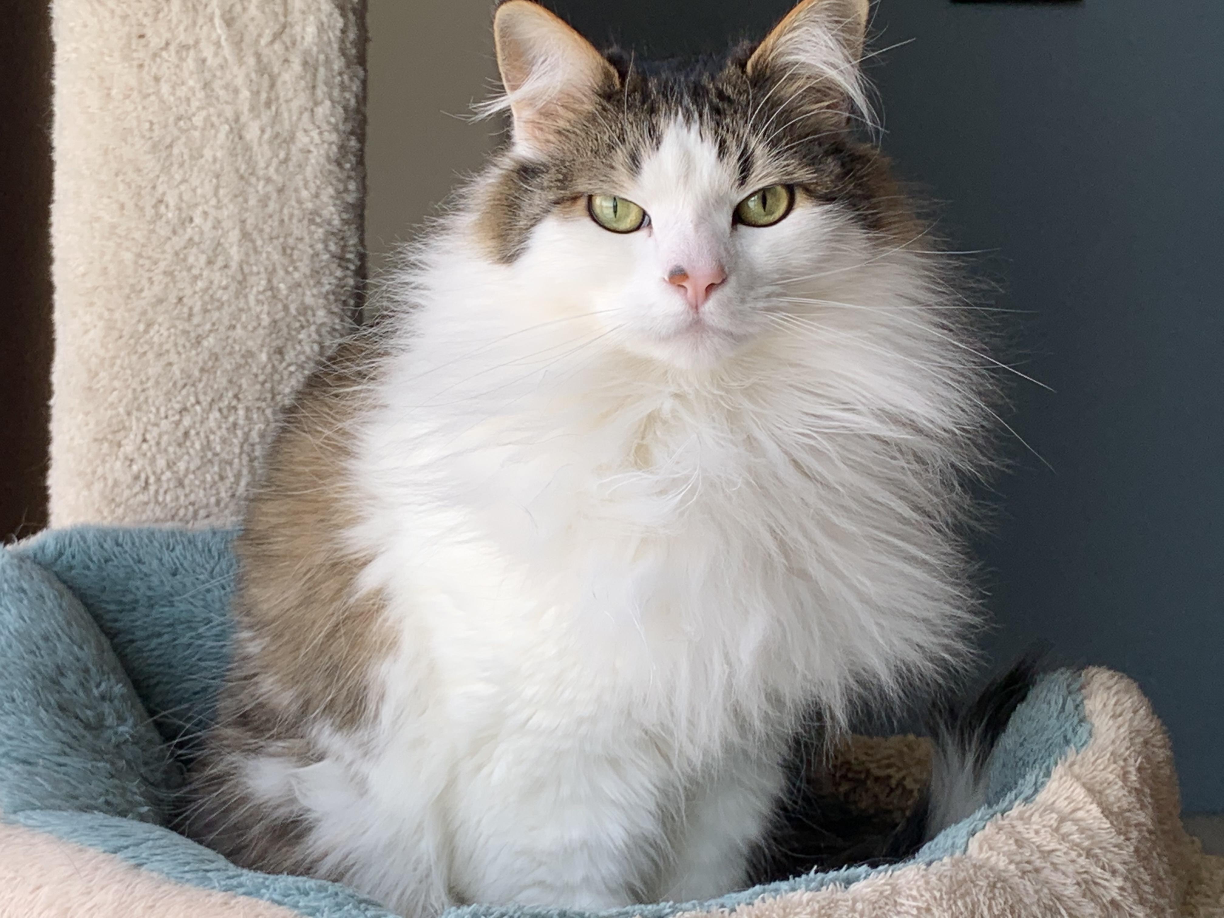 Beans with his fluffy mane | Scrolller