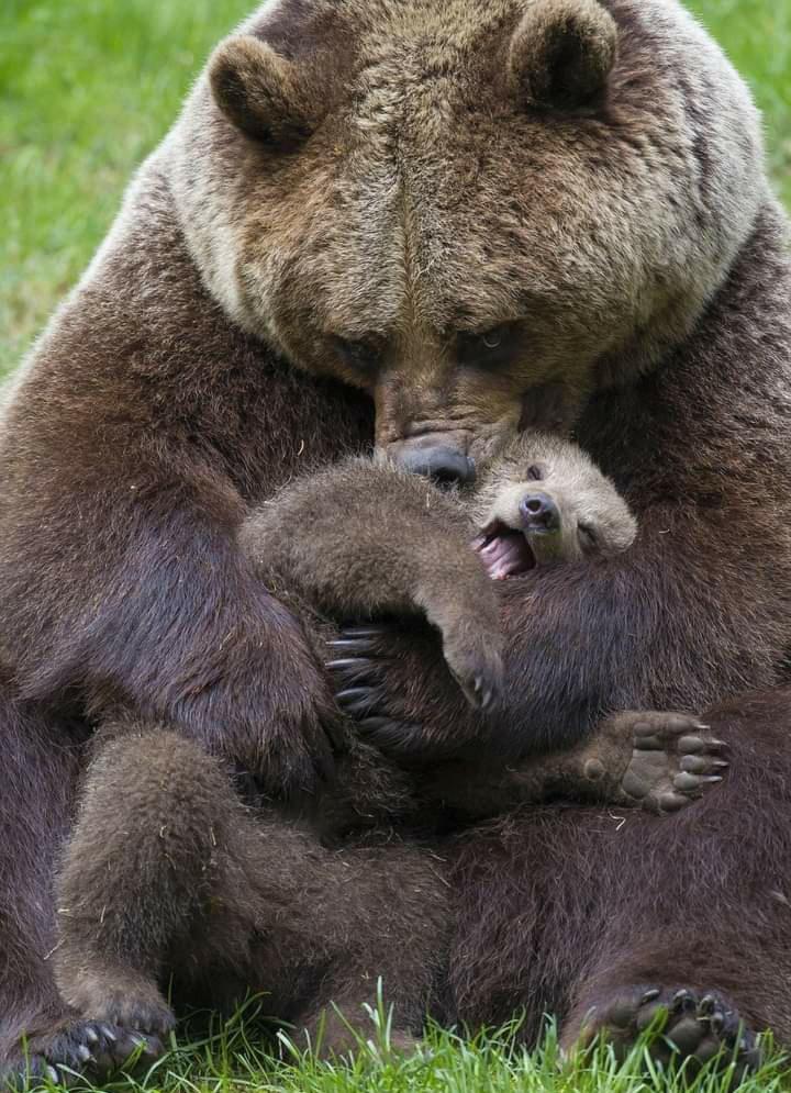 Bear hug. | Scrolller