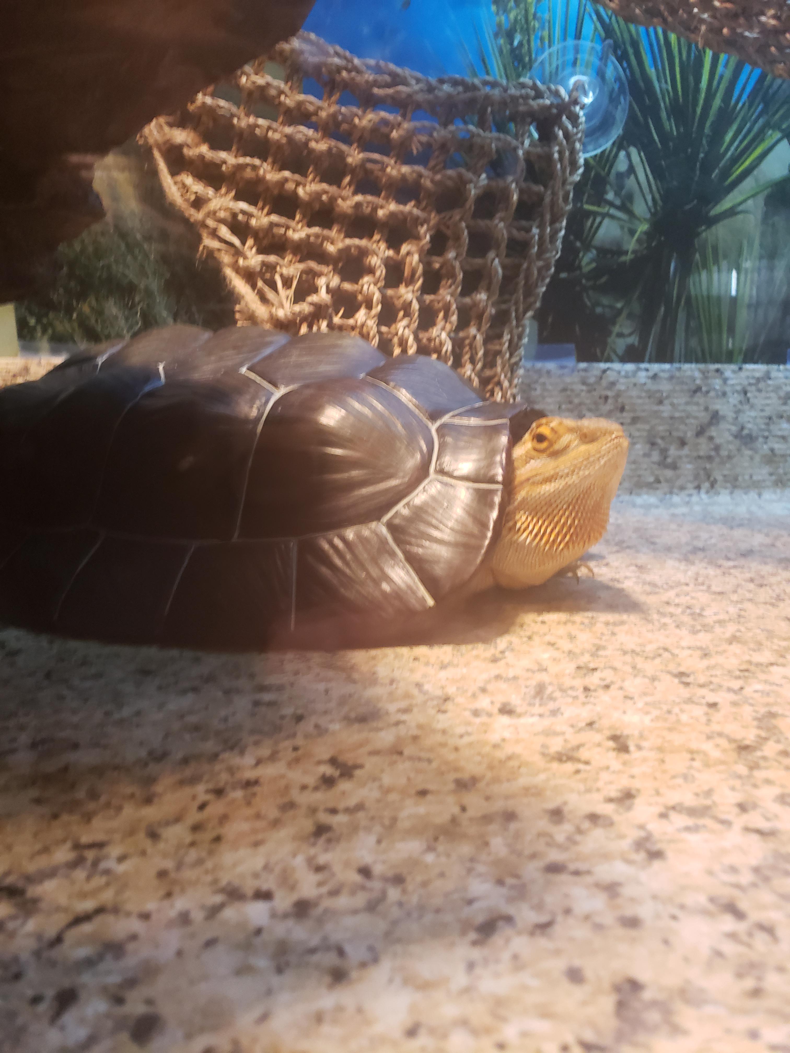 Bearded tortoise | Scrolller