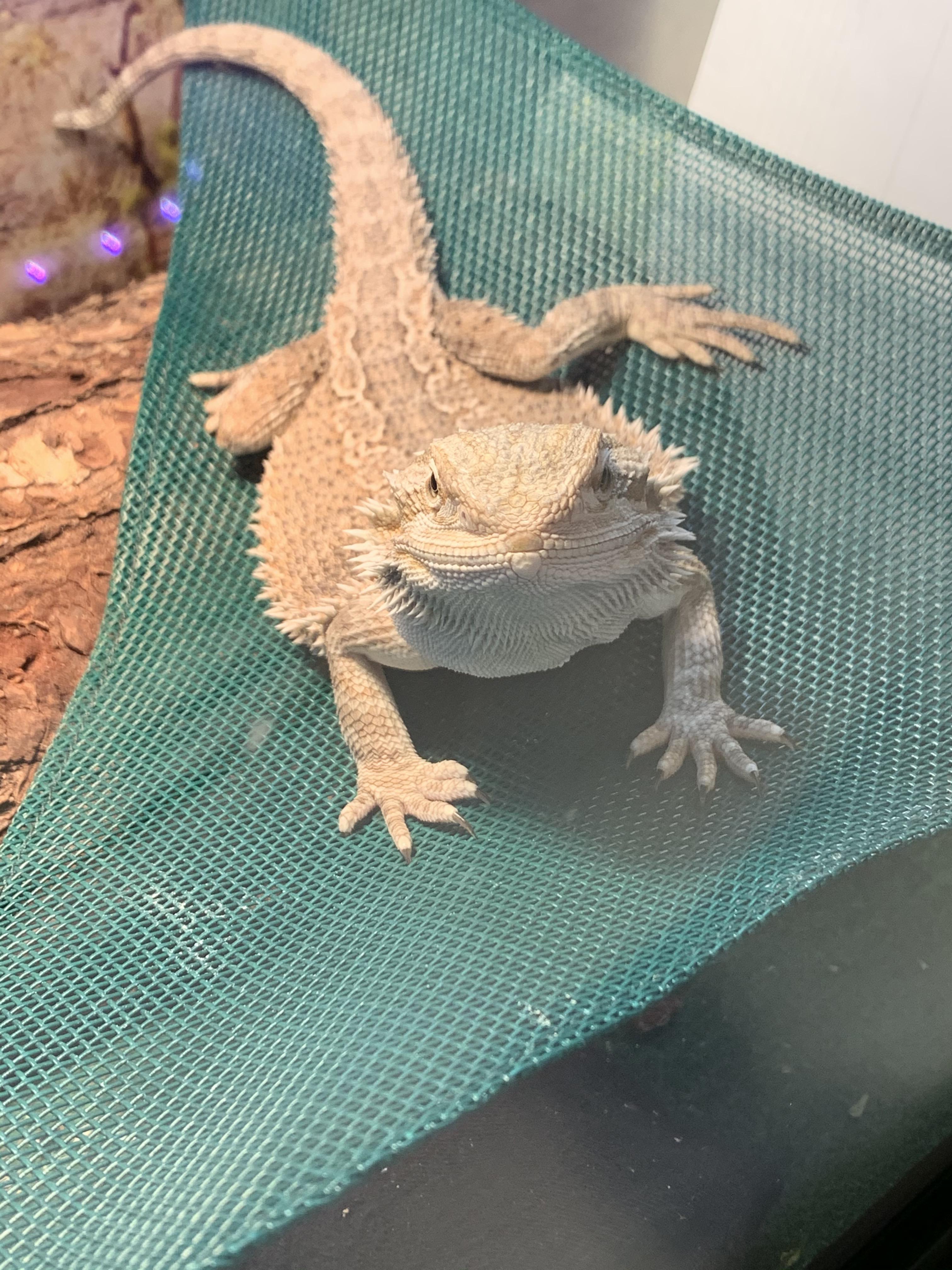 Beardies are so cute when they look straight at the camera | Scrolller