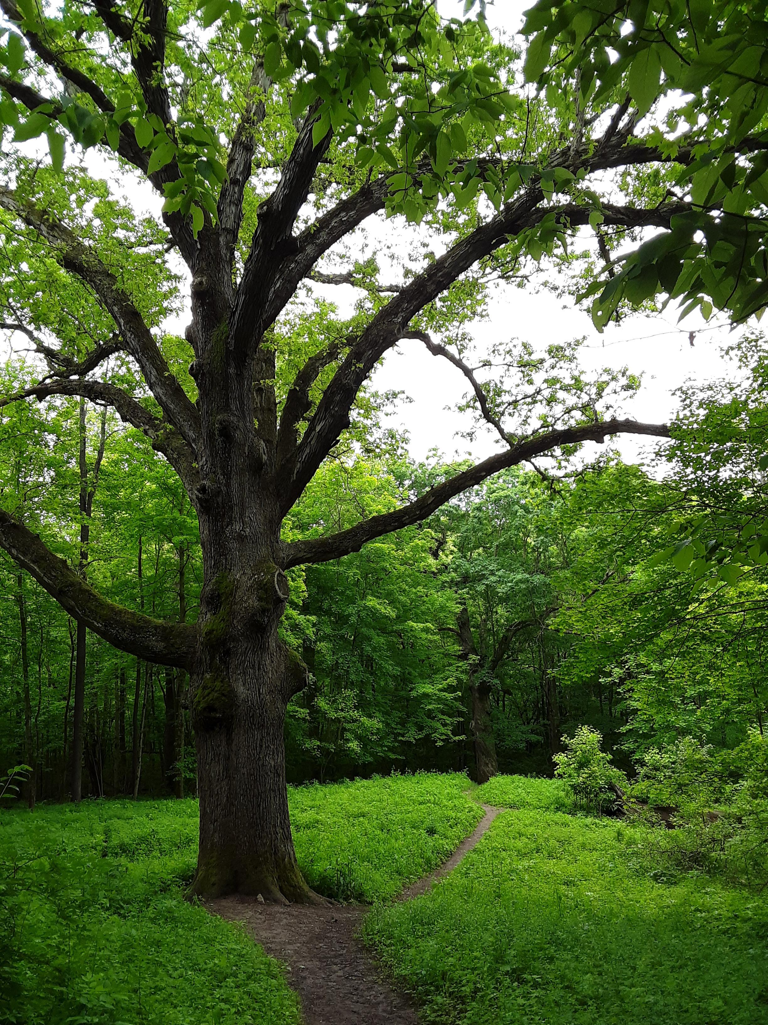 Beautiful 550 year old Burr Oak. Her sister is in the back too. Just wanted to share their ...