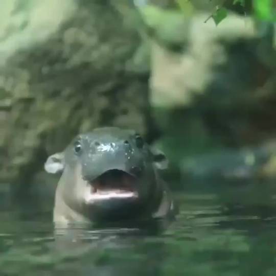 Beautiful baby pygmy hippo | Scrolller