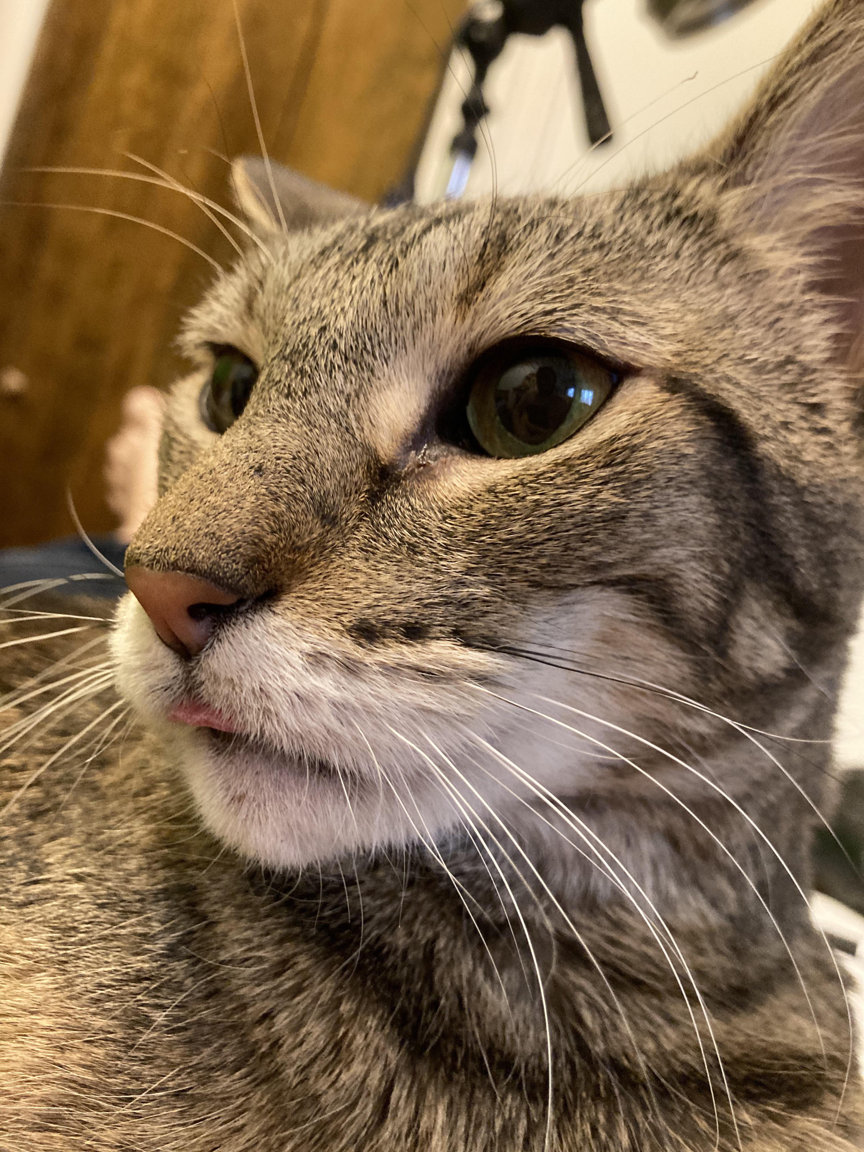 Beautiful closeup blep | Scrolller