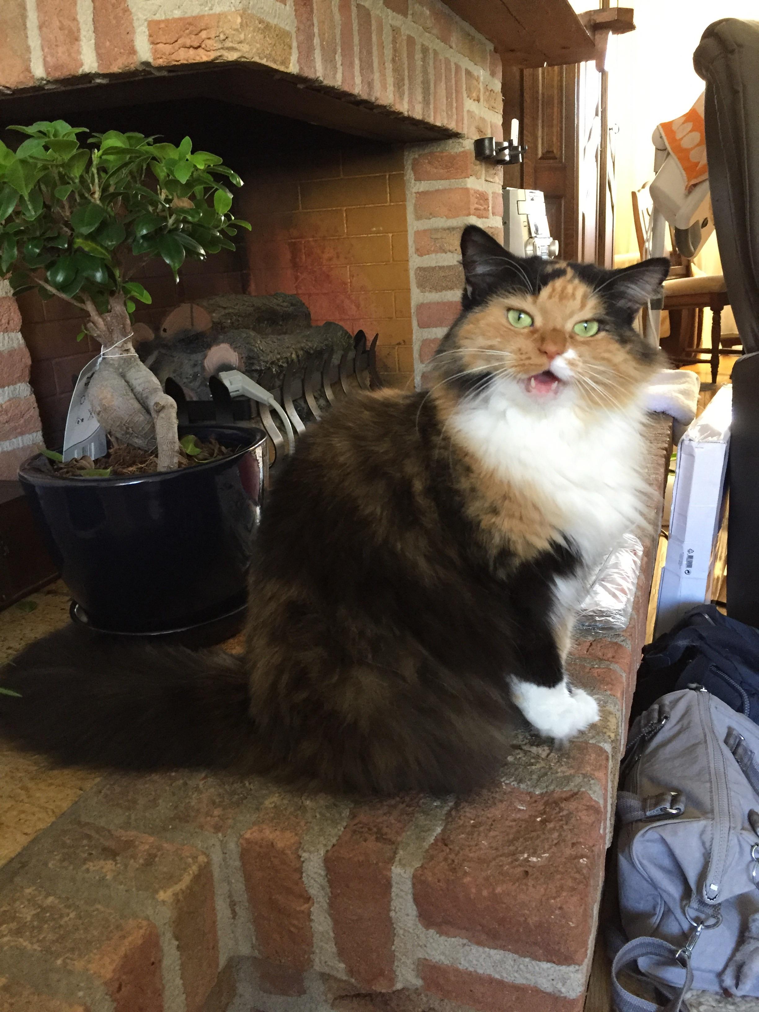 Beautiful Floof has something to say | Scrolller