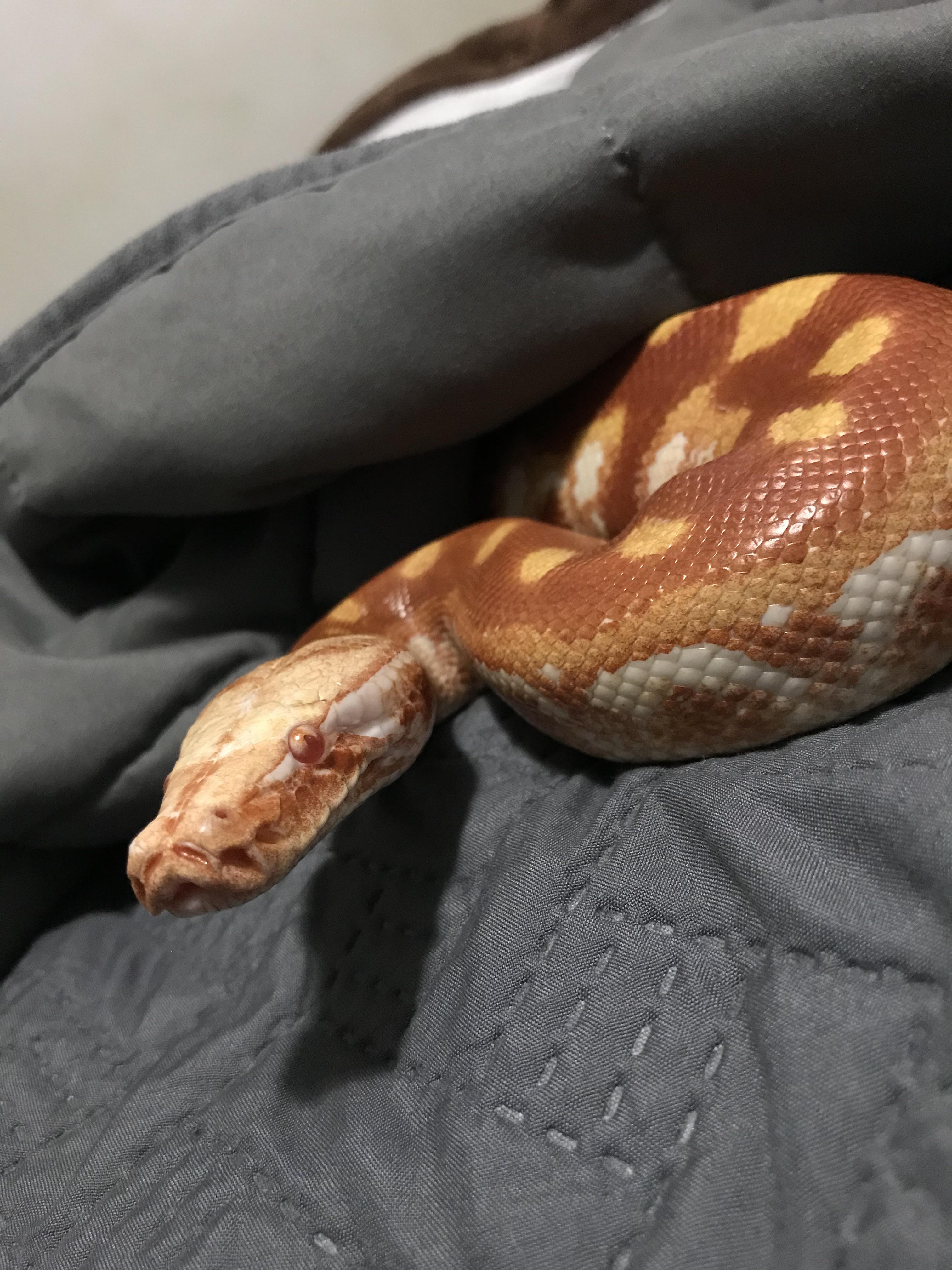 Beautiful Girl. T-Negative Albino Blood Python | Scrolller