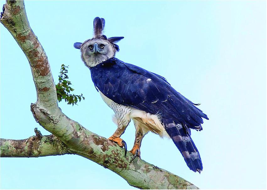 🔥 Beautiful Harpy Eagle | Scrolller