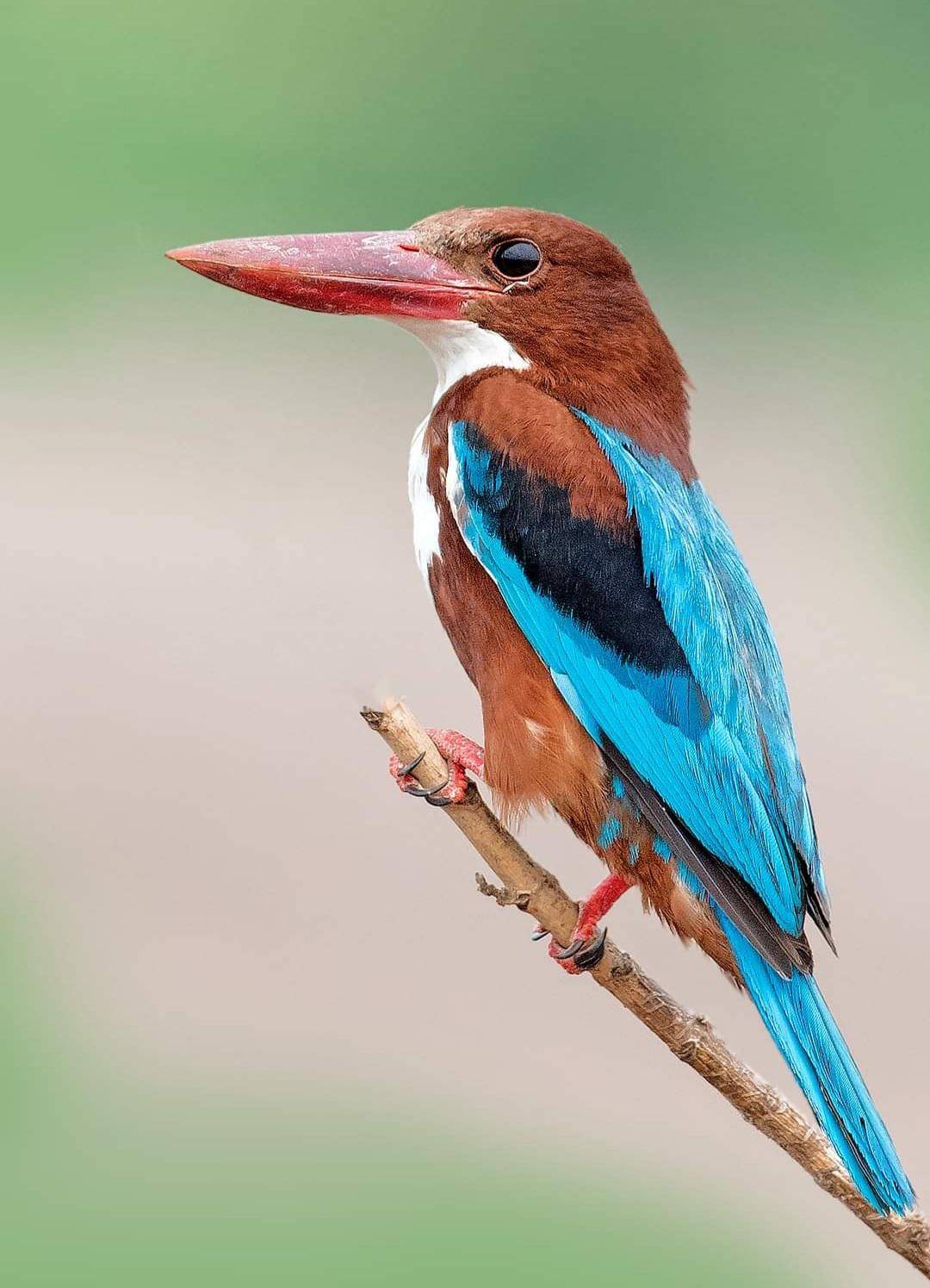 Beautiful Indian kingfisher bird | Scrolller