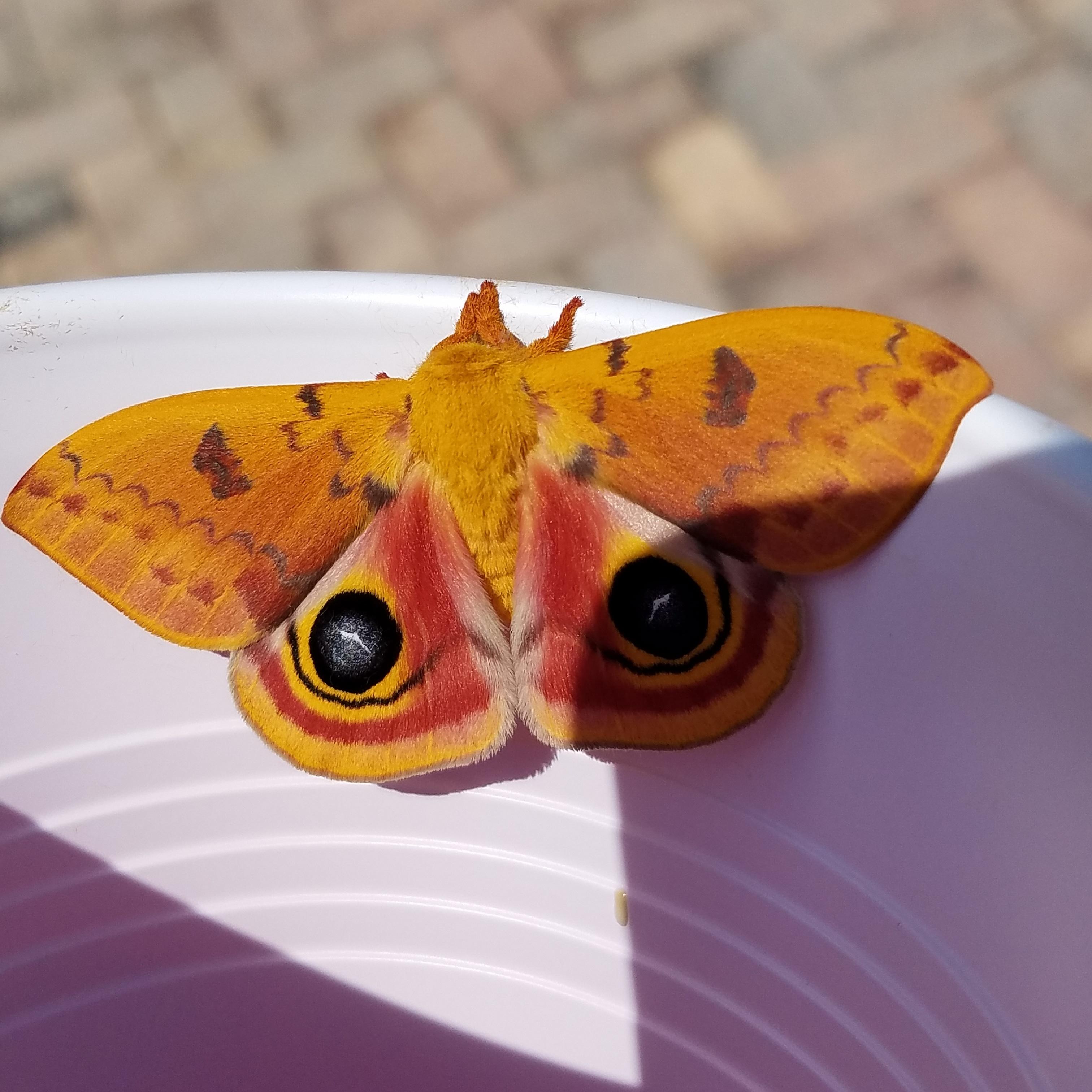 Beautiful Io Moth in South Florida! | Scrolller