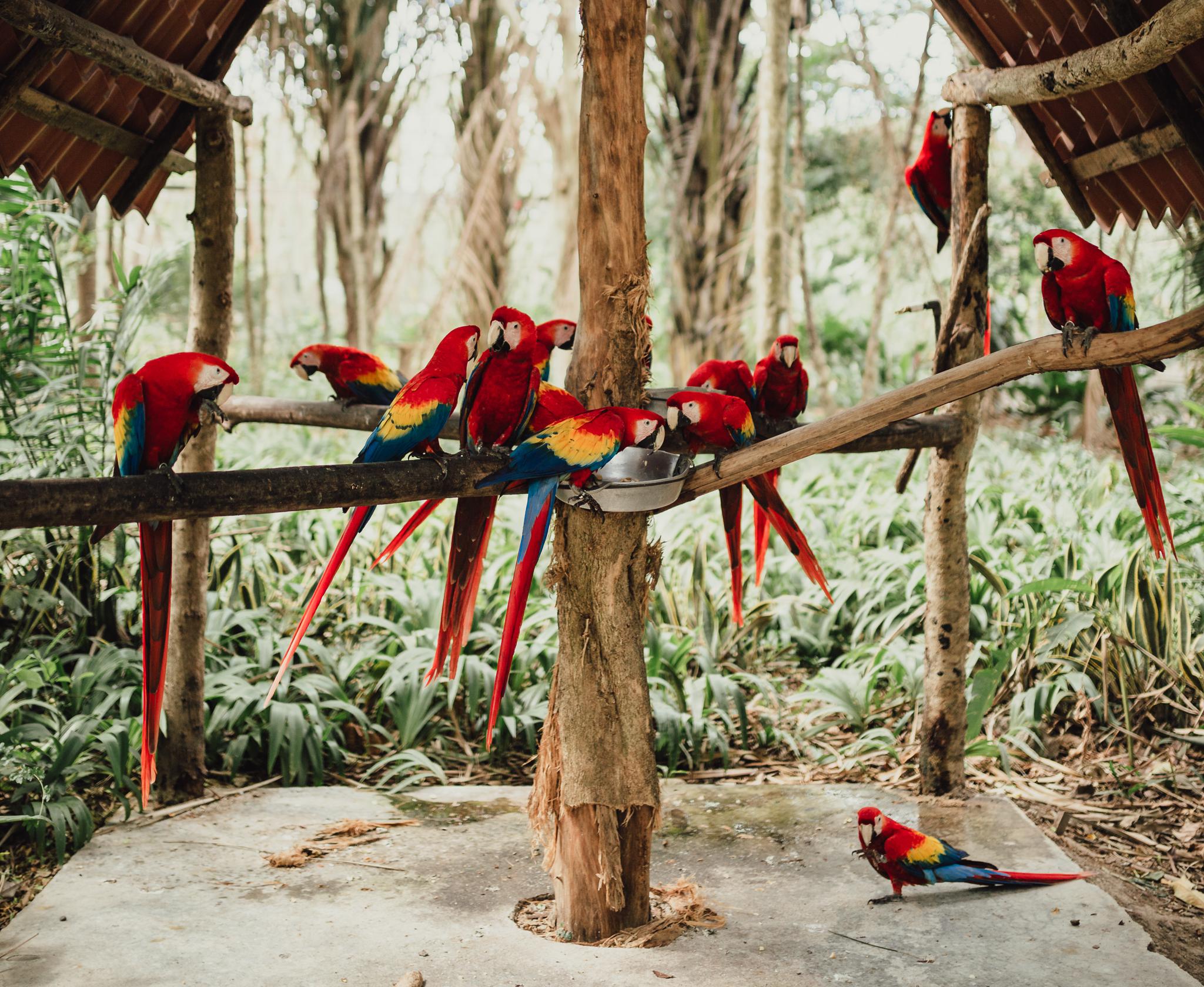 Beautiful Macaws in Costa Rica Macaw Sanctuary | Scrolller