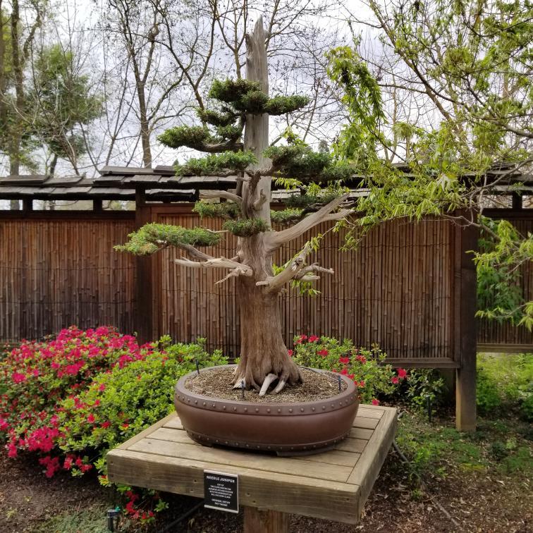Beautiful Needle Juniper | Scrolller