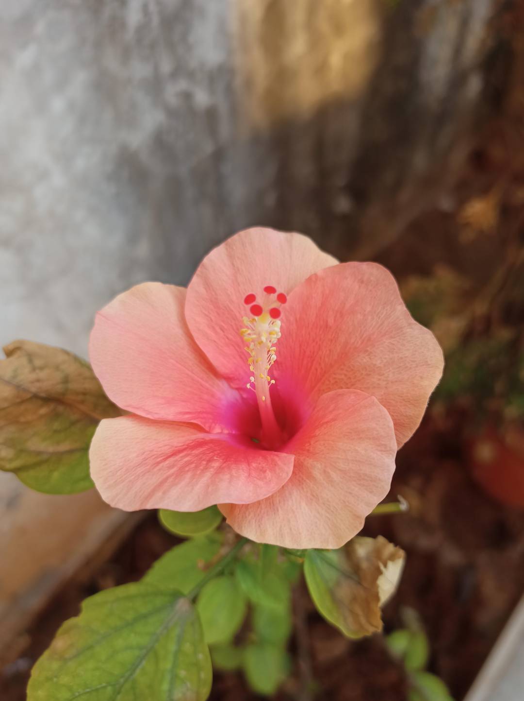 Beautiful..no??...... pink hibiscus flower | Scrolller