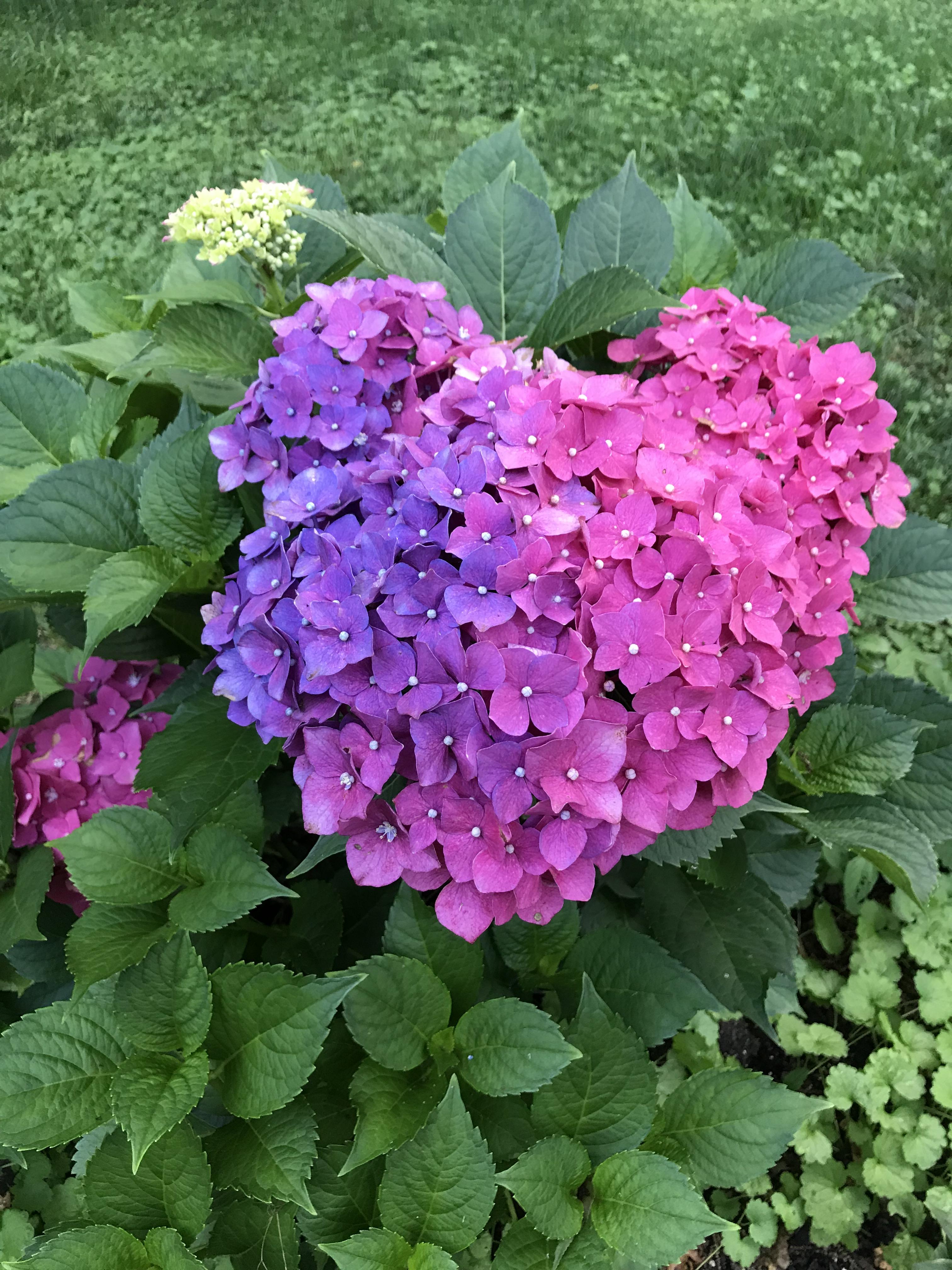 Beautiful ombre heart hydrangea! | Scrolller