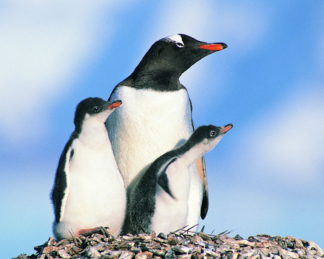 Beautiful penguins family | Scrolller