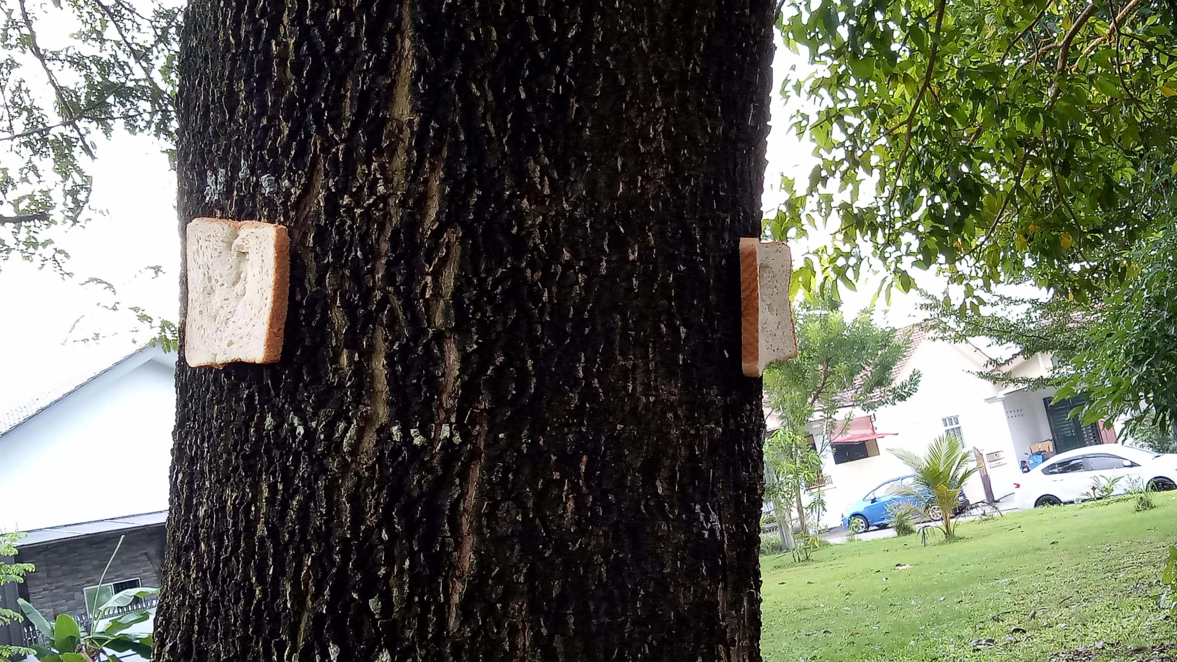 Beautiful Tree Sandwich | Scrolller