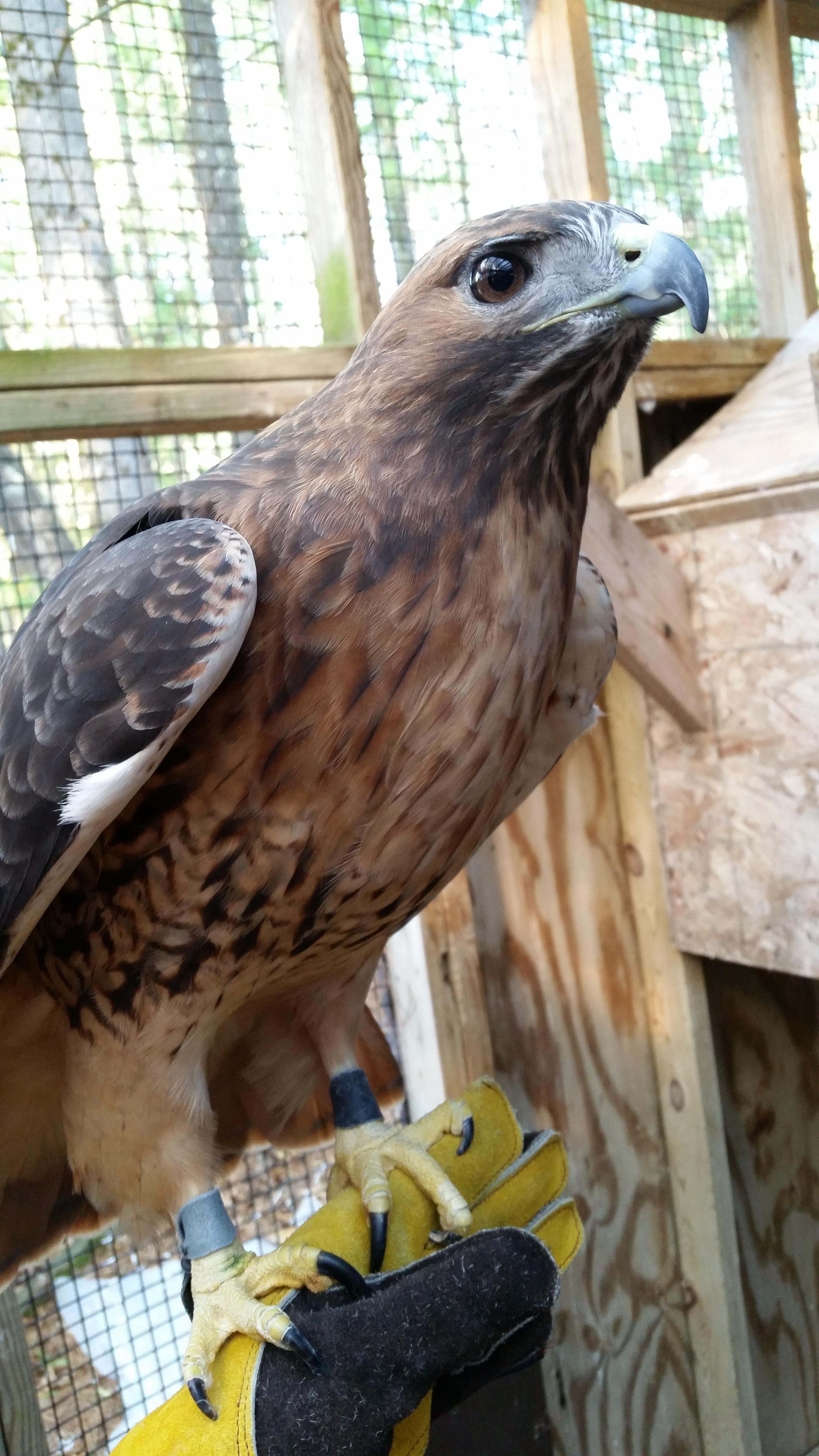Beauty, the absolutely stunning red-tailed hawk turned 17 today! | Scrolller