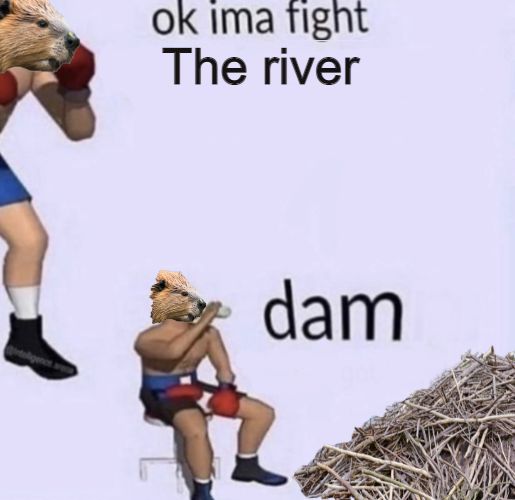 Beavers are cool | Scrolller