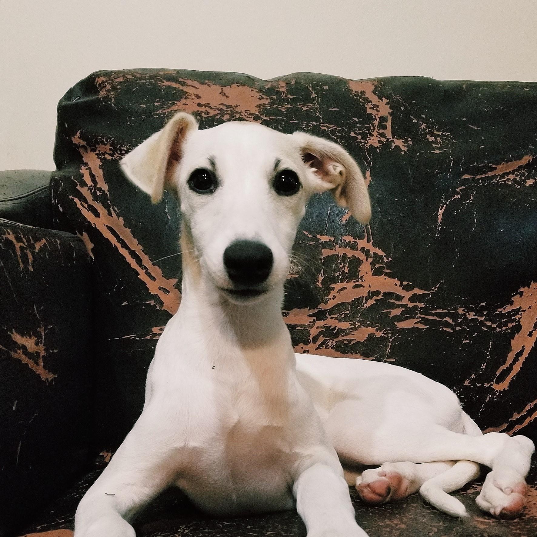 Because you can't have just one, here is my newest Whippet, Ellie! This little terror was born ...
