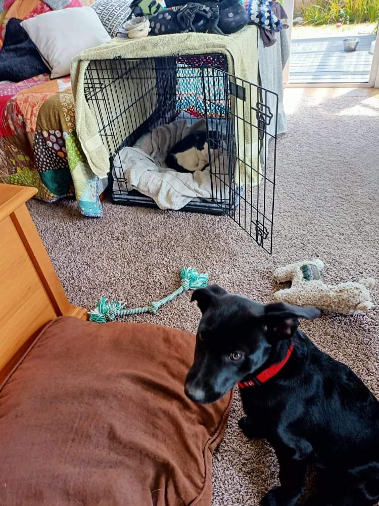 Bed Thief Scrolller