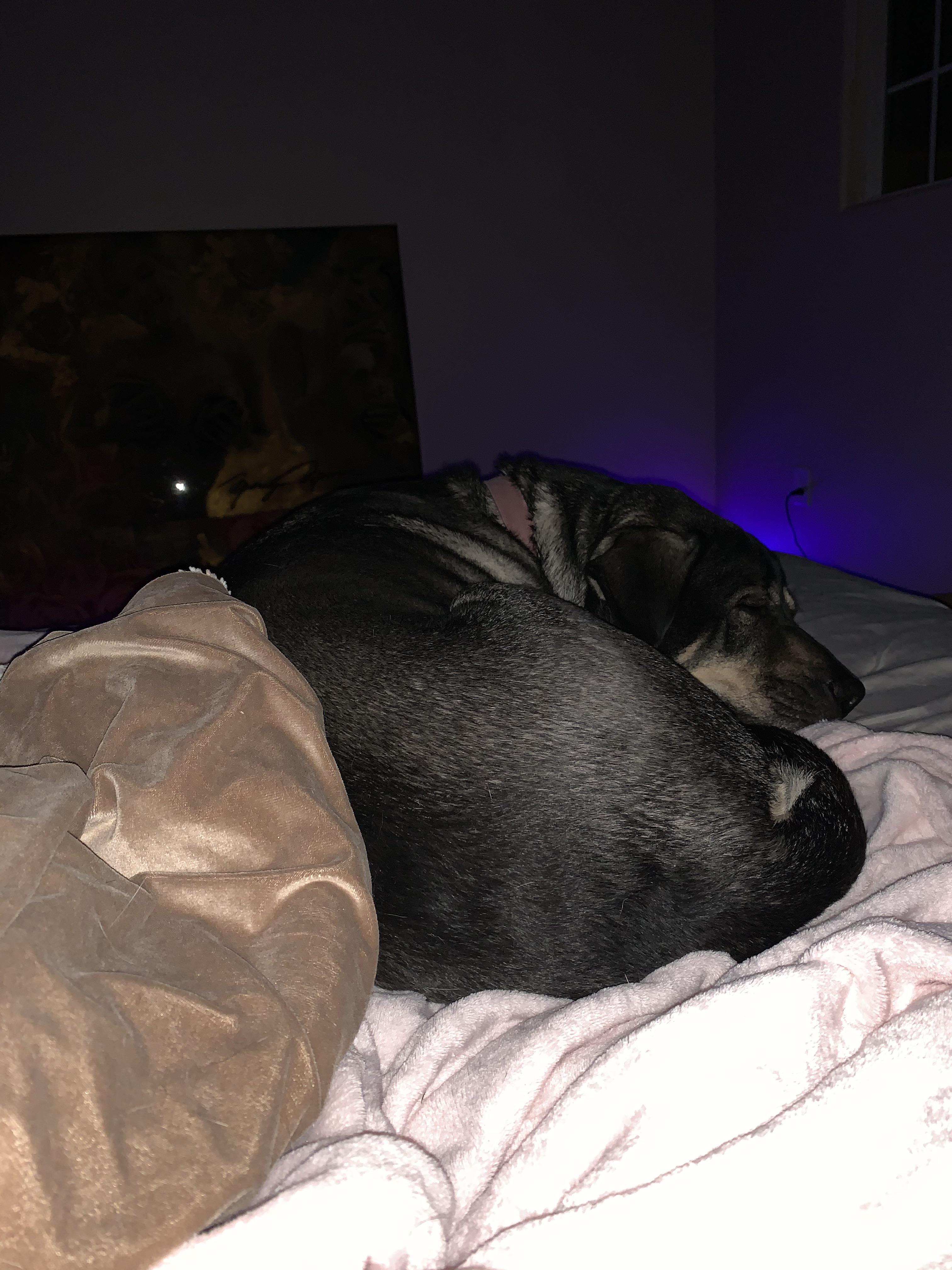 Bed time with my pup | Scrolller