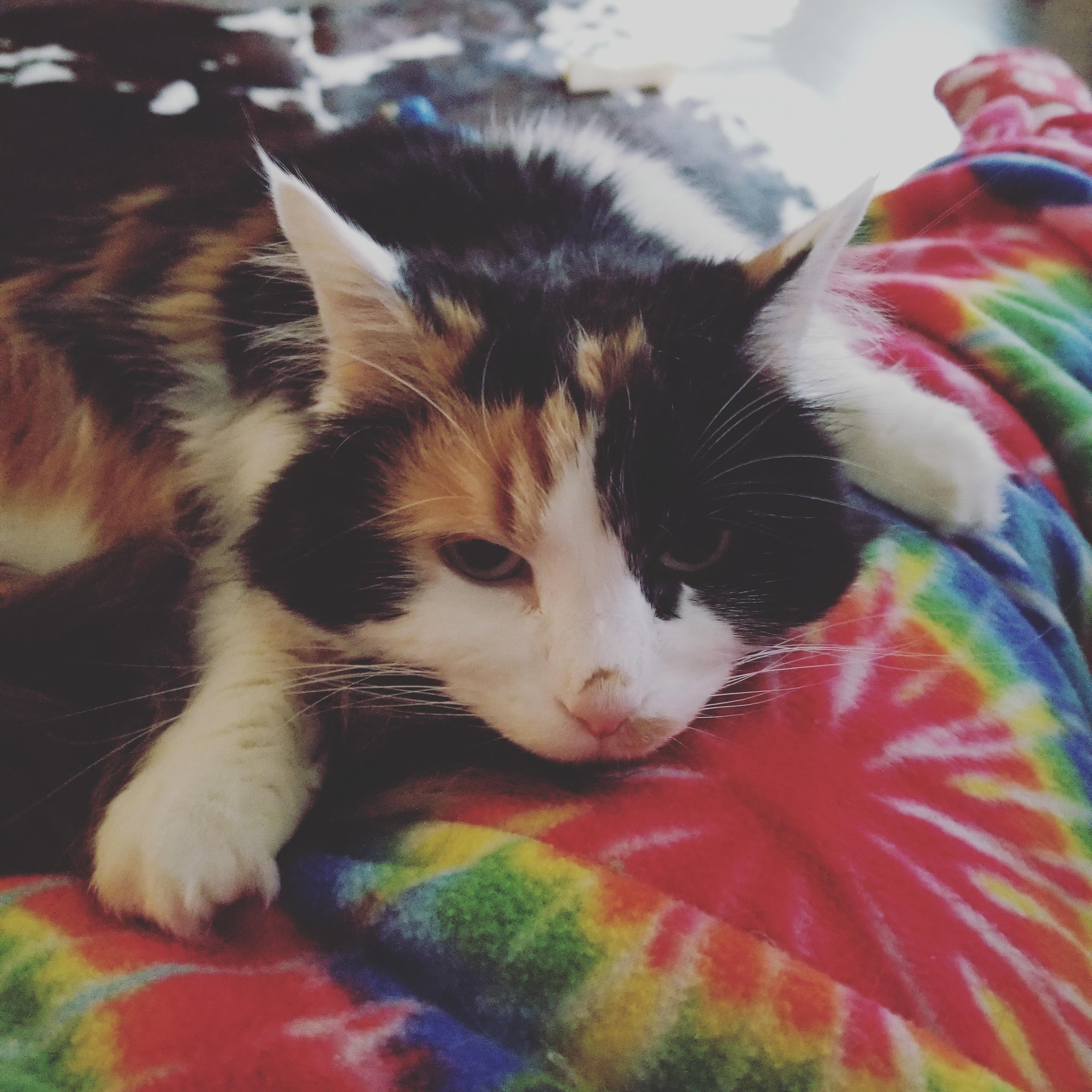 Bedtime snuggles | Scrolller