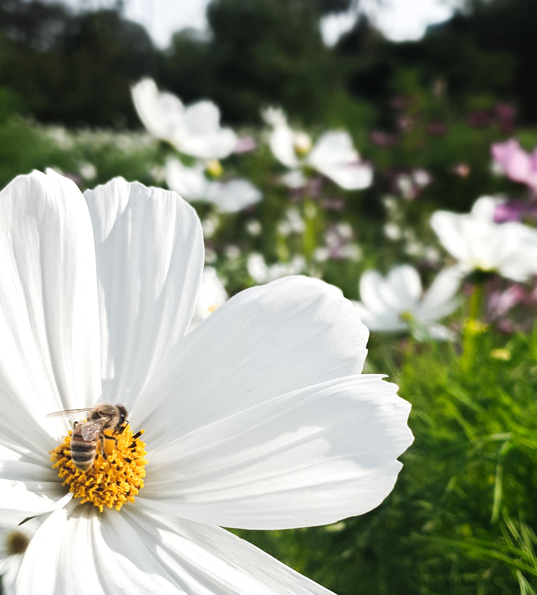 Bee-fore the lockdown (oc) | Scrolller