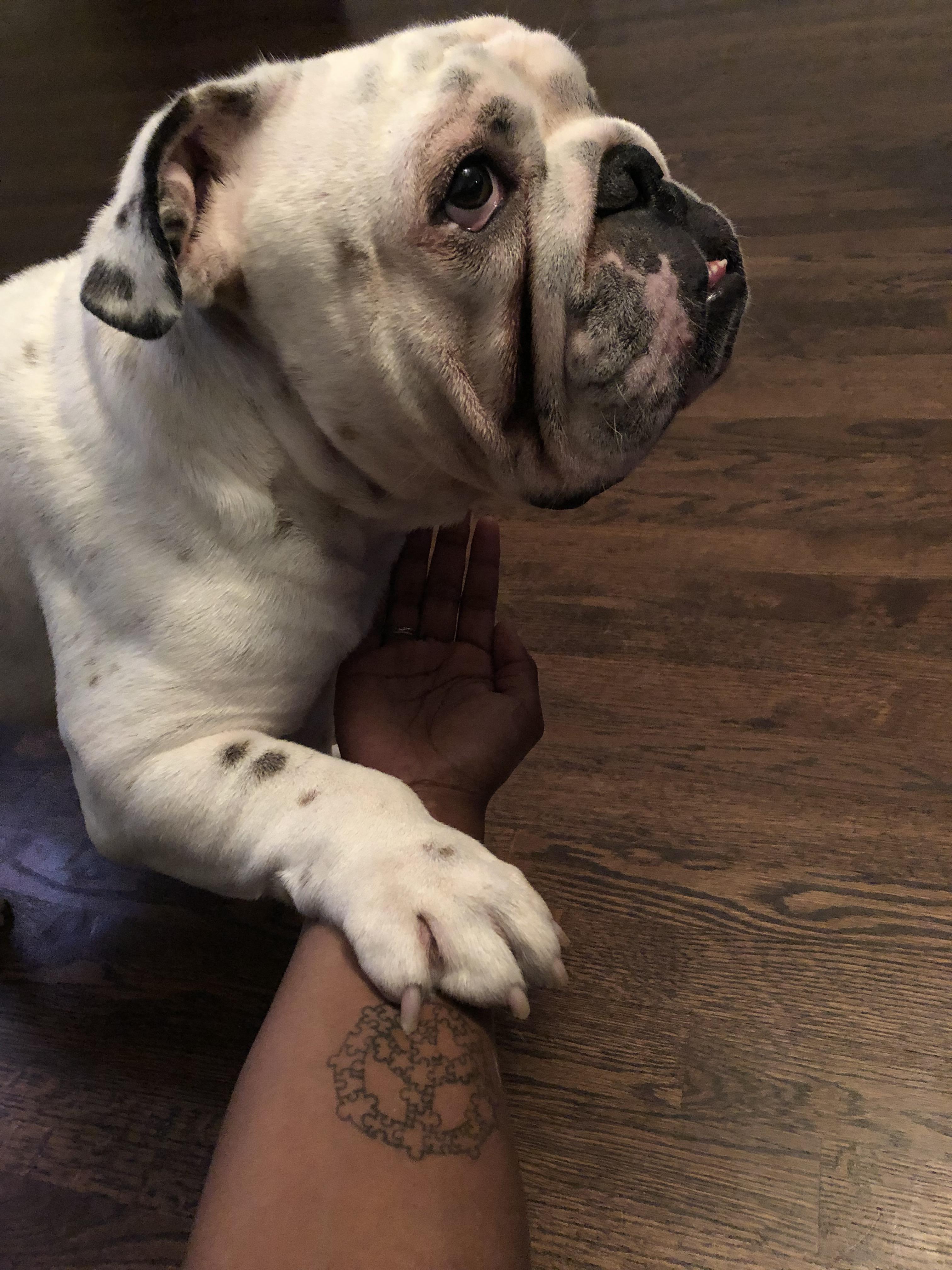 Beefy politely asking for pets. | Scrolller