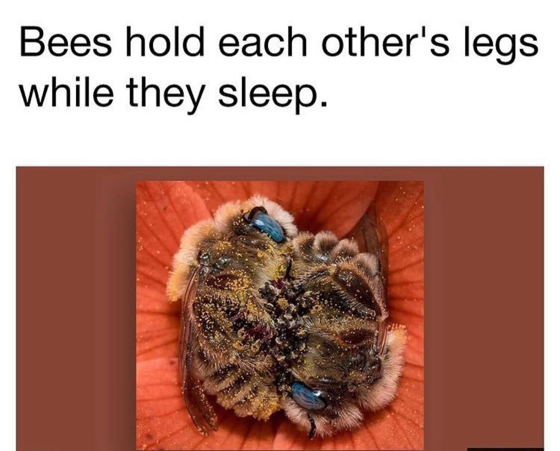 Bees sleeping | Scrolller