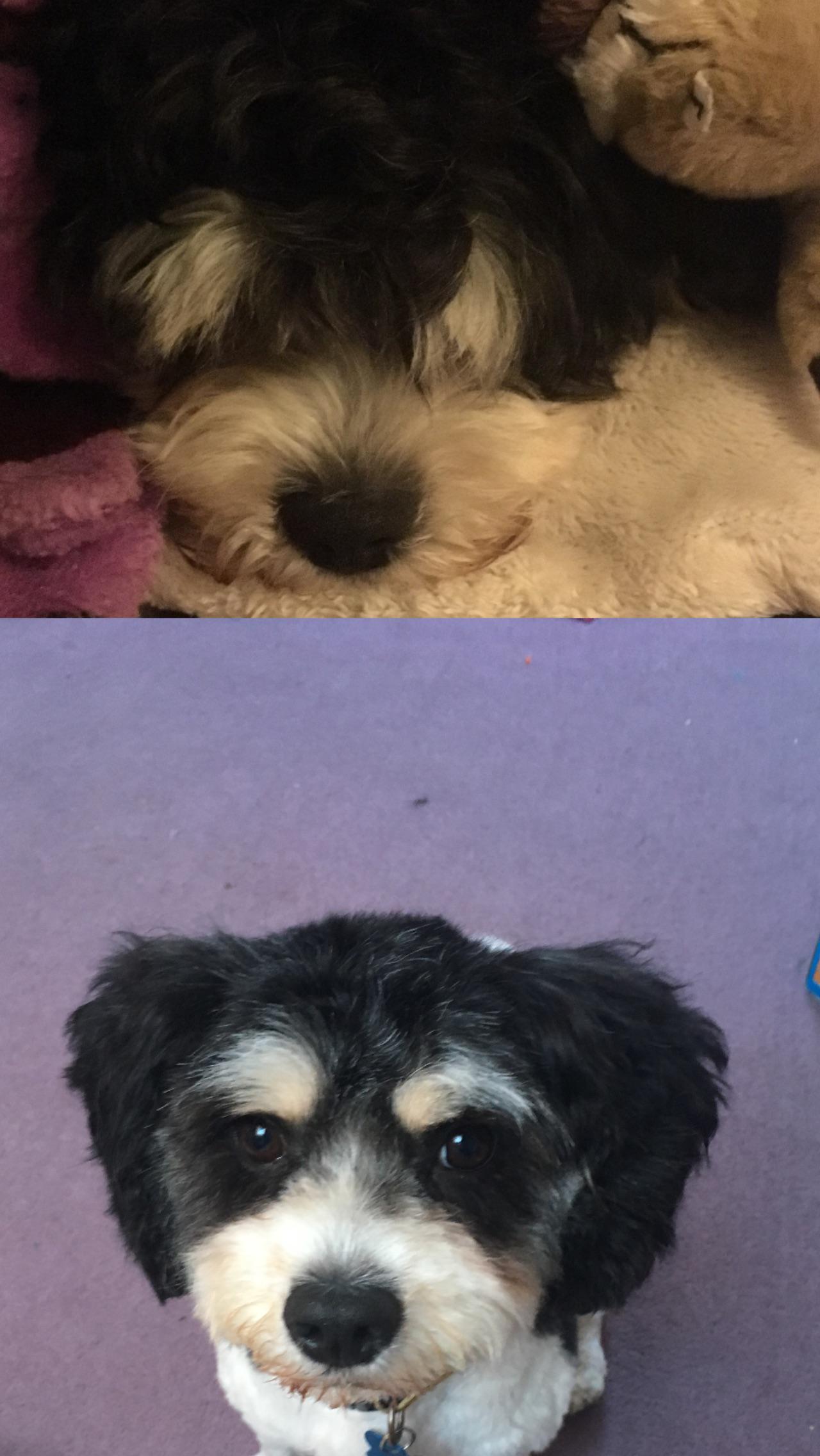 Before and after a trip to the grooming salon. | Scrolller