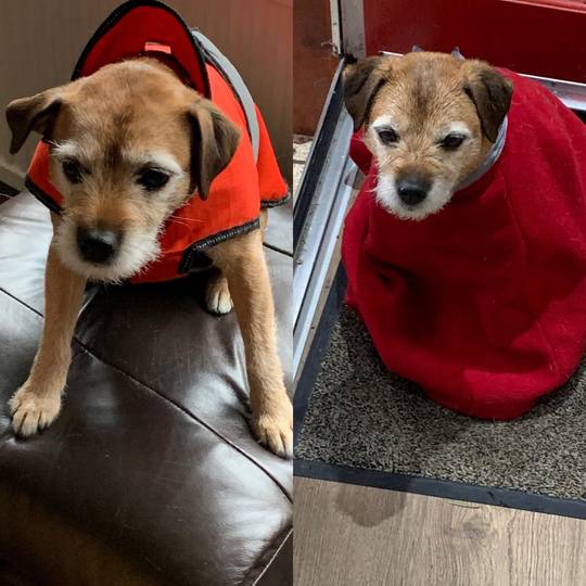 Before and After Walkies | Scrolller