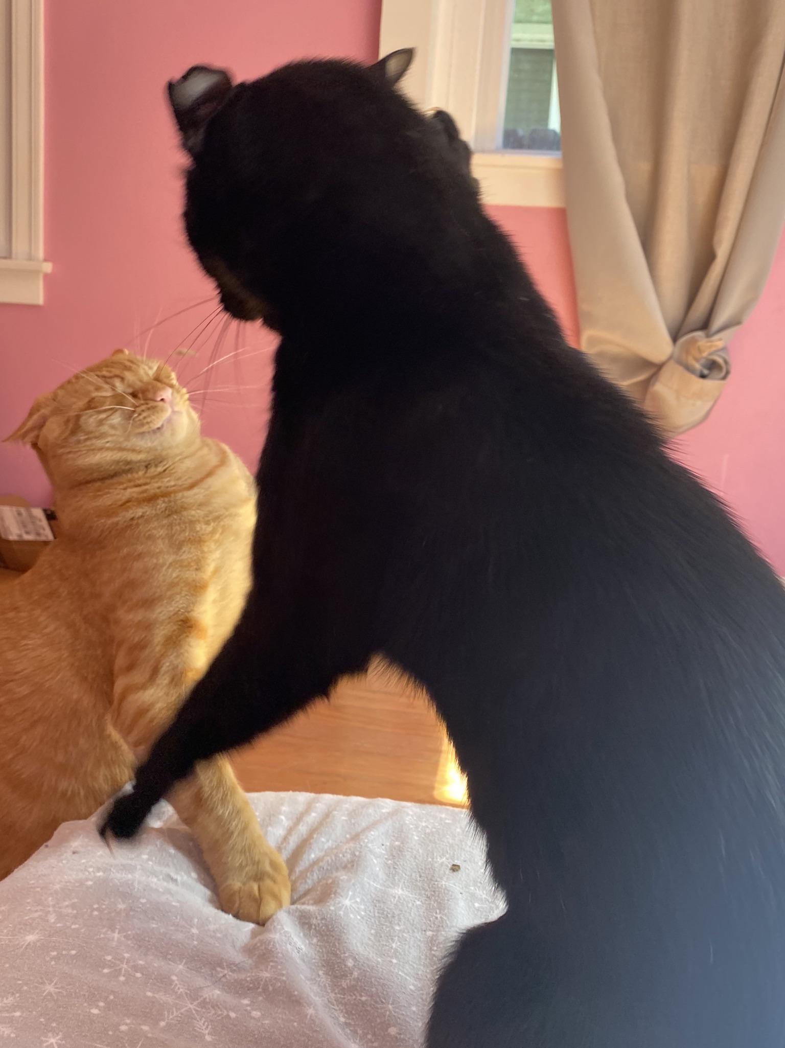 before the slap | Scrolller