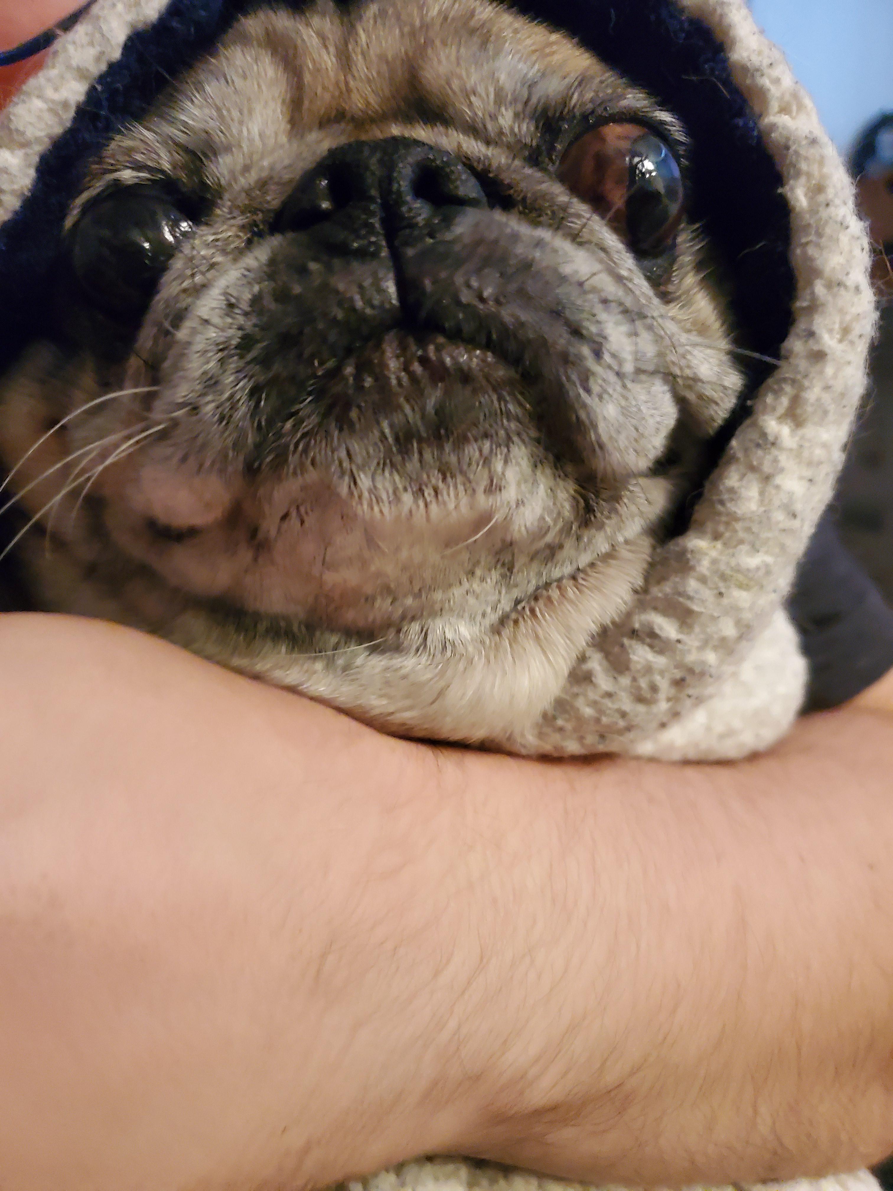 Behold! My pug | Scrolller