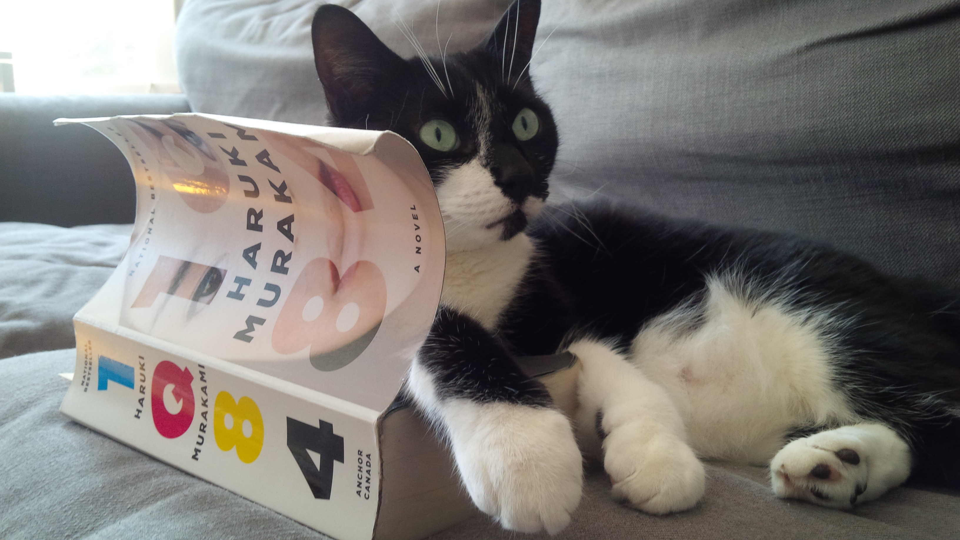 Behold! The Keeper of Cat Town... | Scrolller