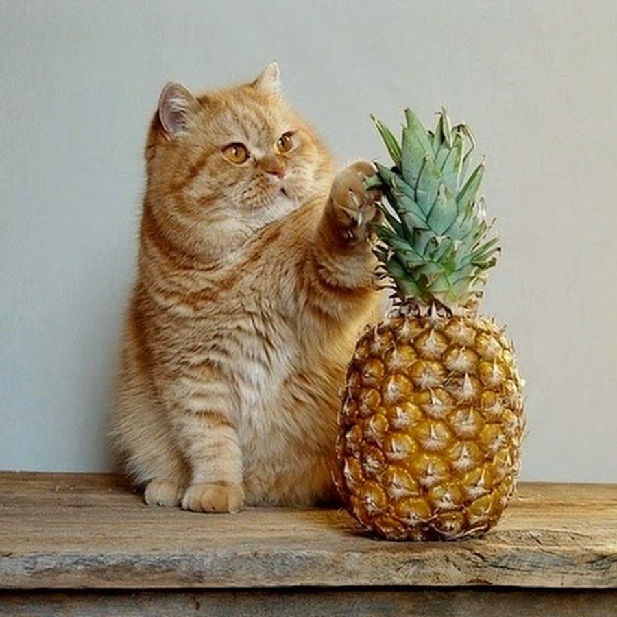 Behold: The Pineapple! | Scrolller