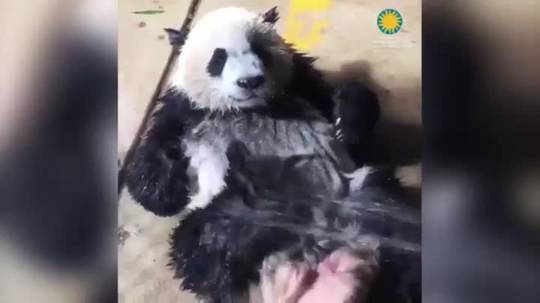 Bei Bei having a blast | Scrolller