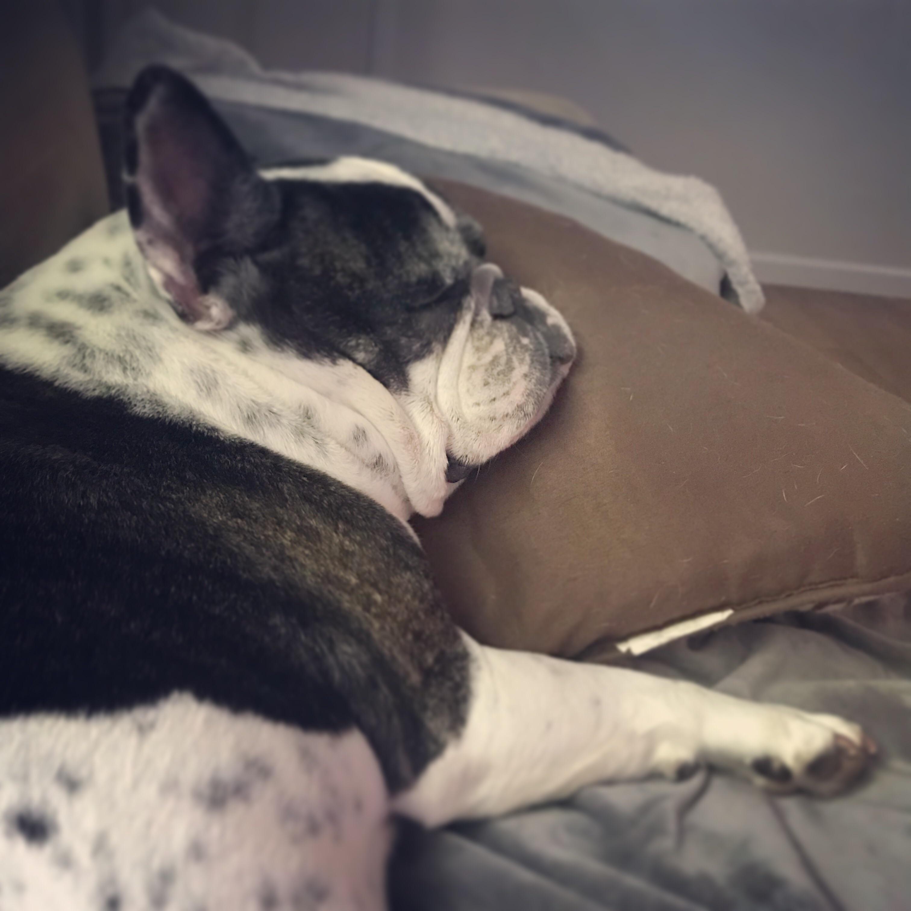 Being this cute is exhausting 😴 | Scrolller