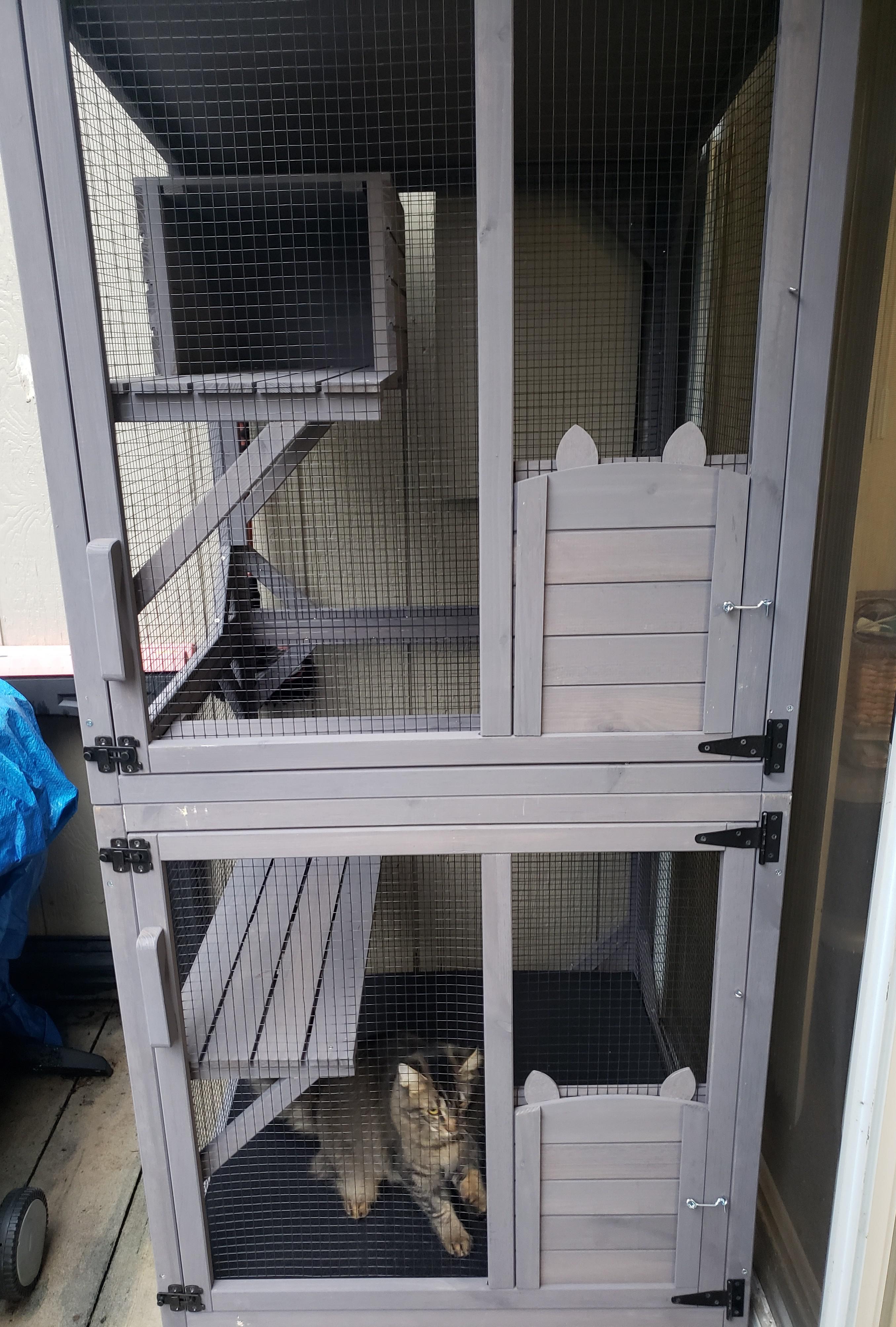 Bella's new catio!! | Scrolller