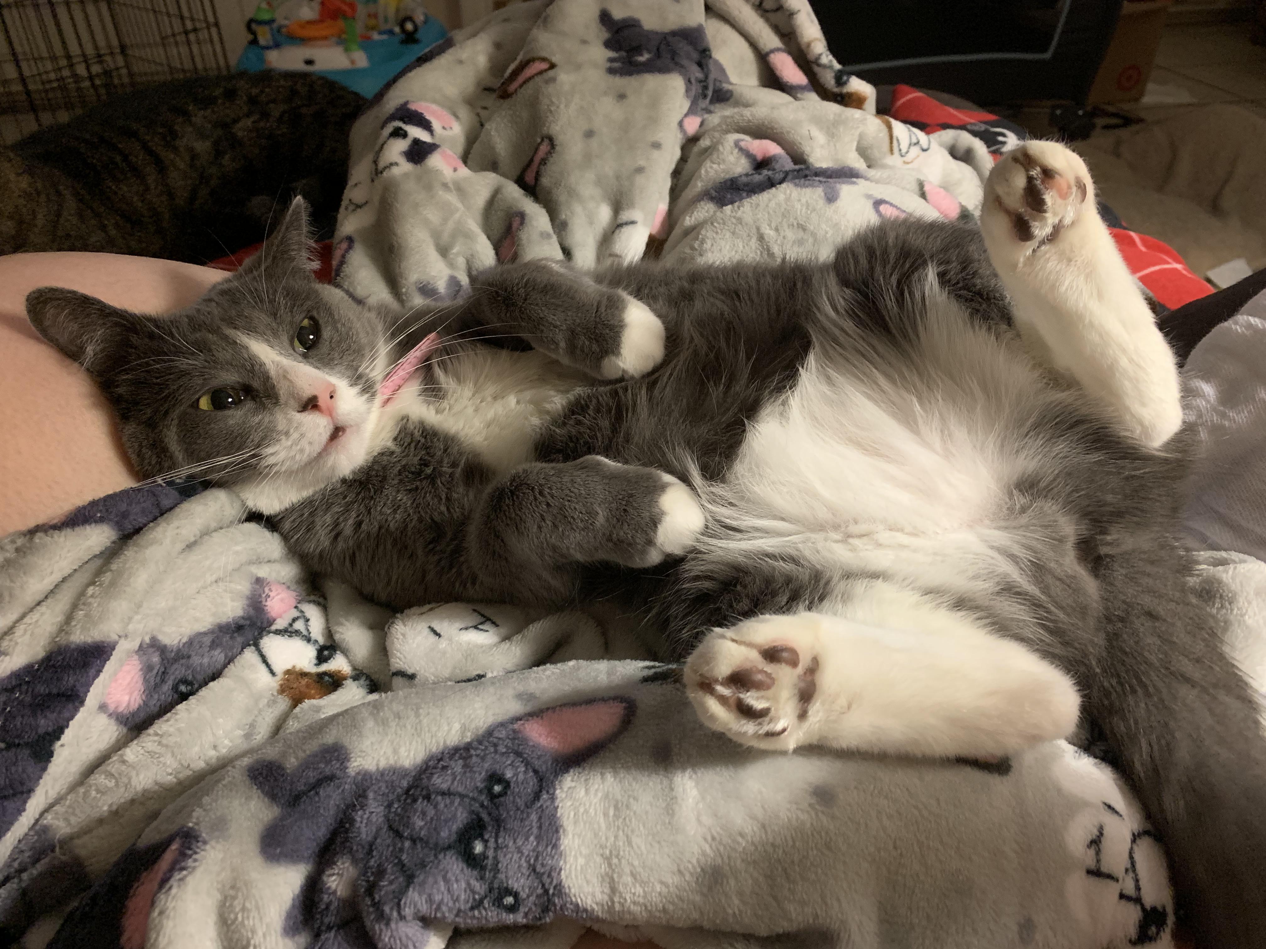 Belly fluff with bonus curled feetsies and toe beans. We’ve hit the trifecta. | Scrolller