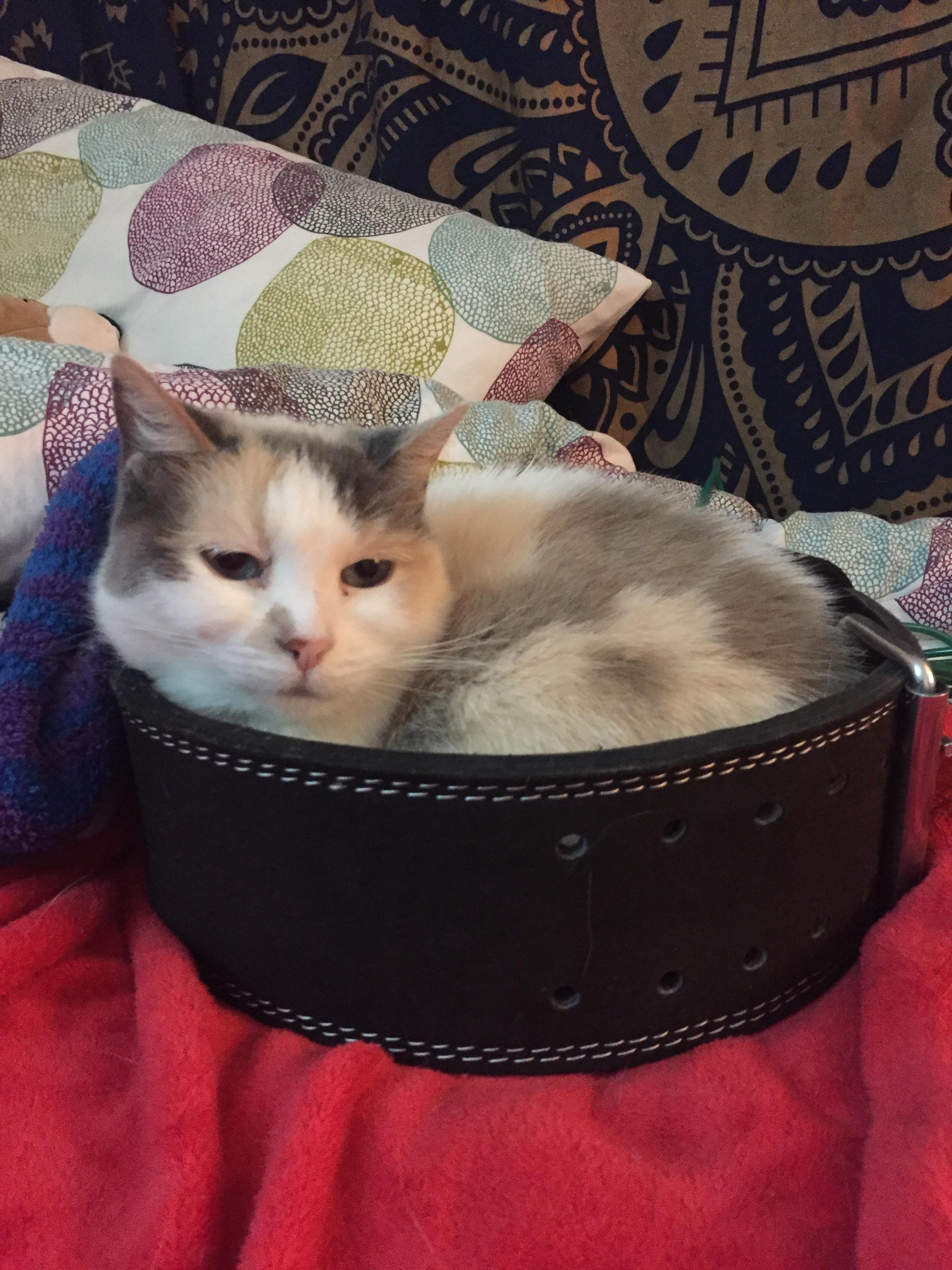 Belts make perfect cat traps | Scrolller