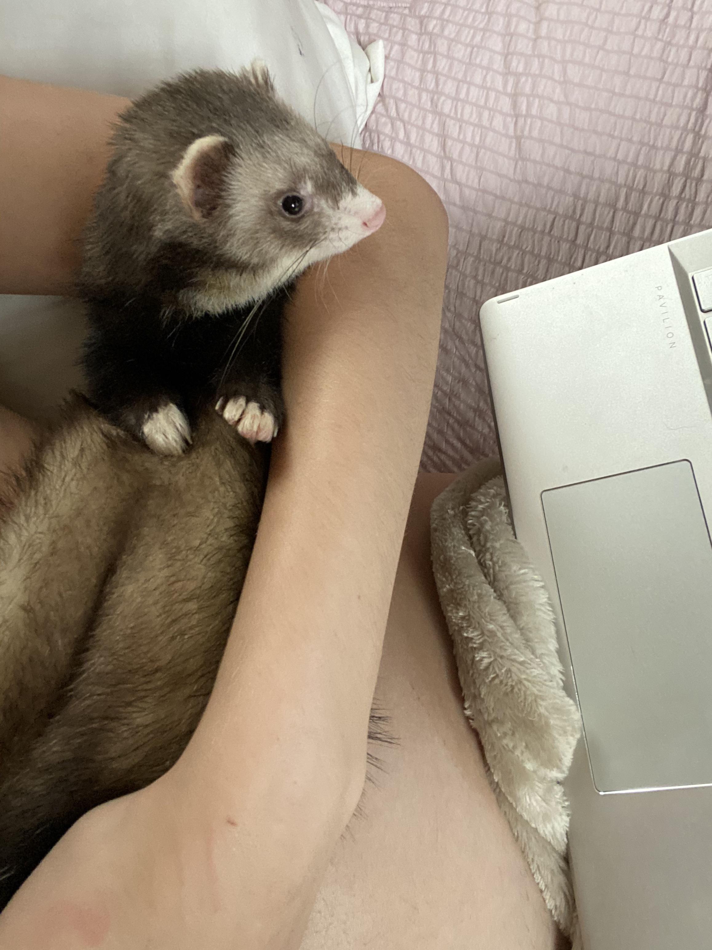 Benji got tired of his brother and wanted cuddles | Scrolller